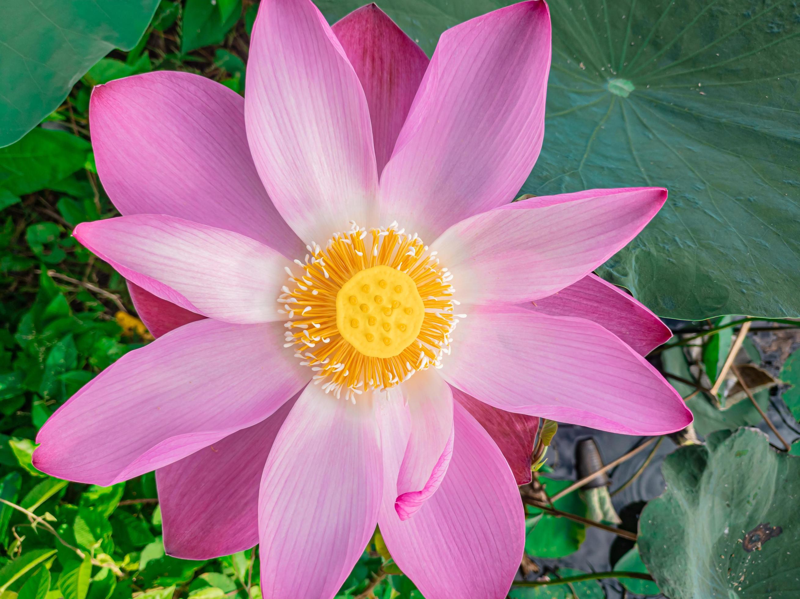 Top view pink lotus flower 11040482 Stock Photo at Vecteezy Top view pink lotus flower 11040482 Stock Photo at Vecteezy