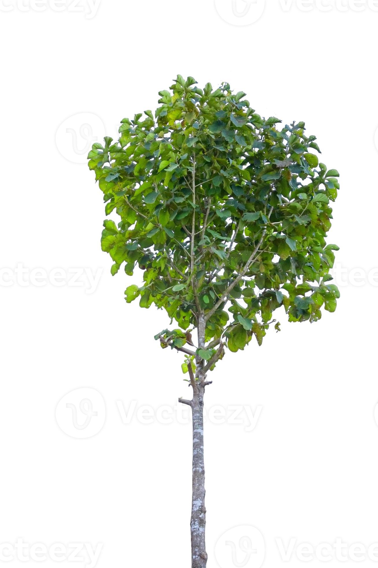 teak or Tectona grandis isolated on white background 11087326 Stock Photo at Vecteezy