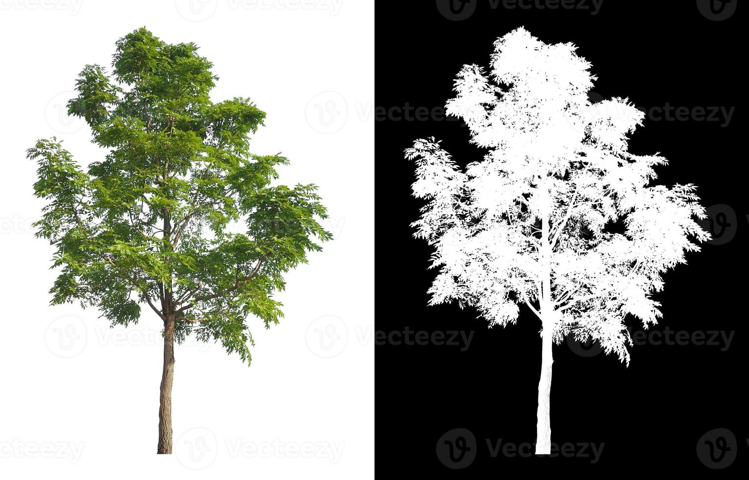 isolated single tree on white background with clipping path and alpha mask 11087448 Stock Photo ...