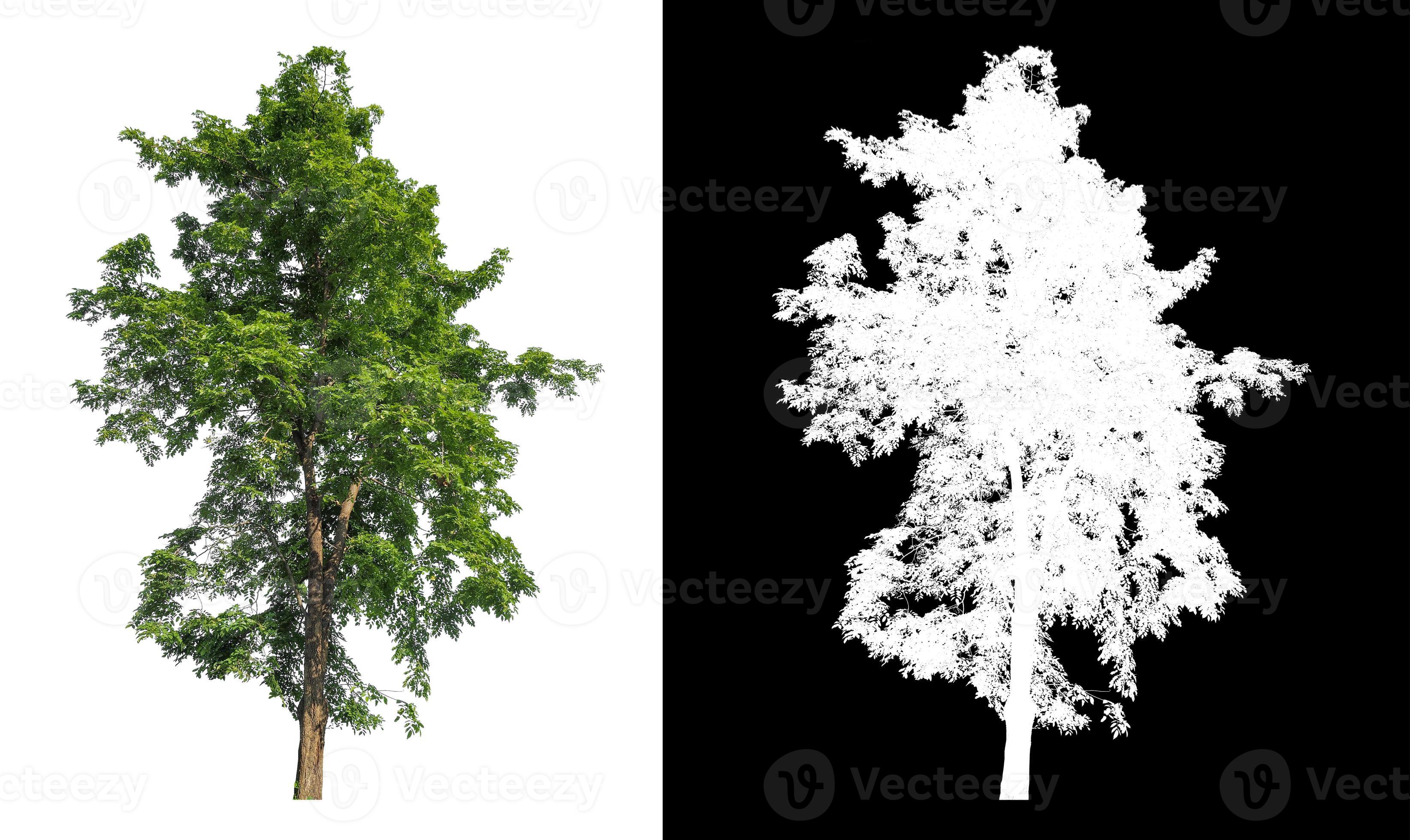 isolated single tree on white background with clipping path and alpha mask 11087454 Stock Photo ...