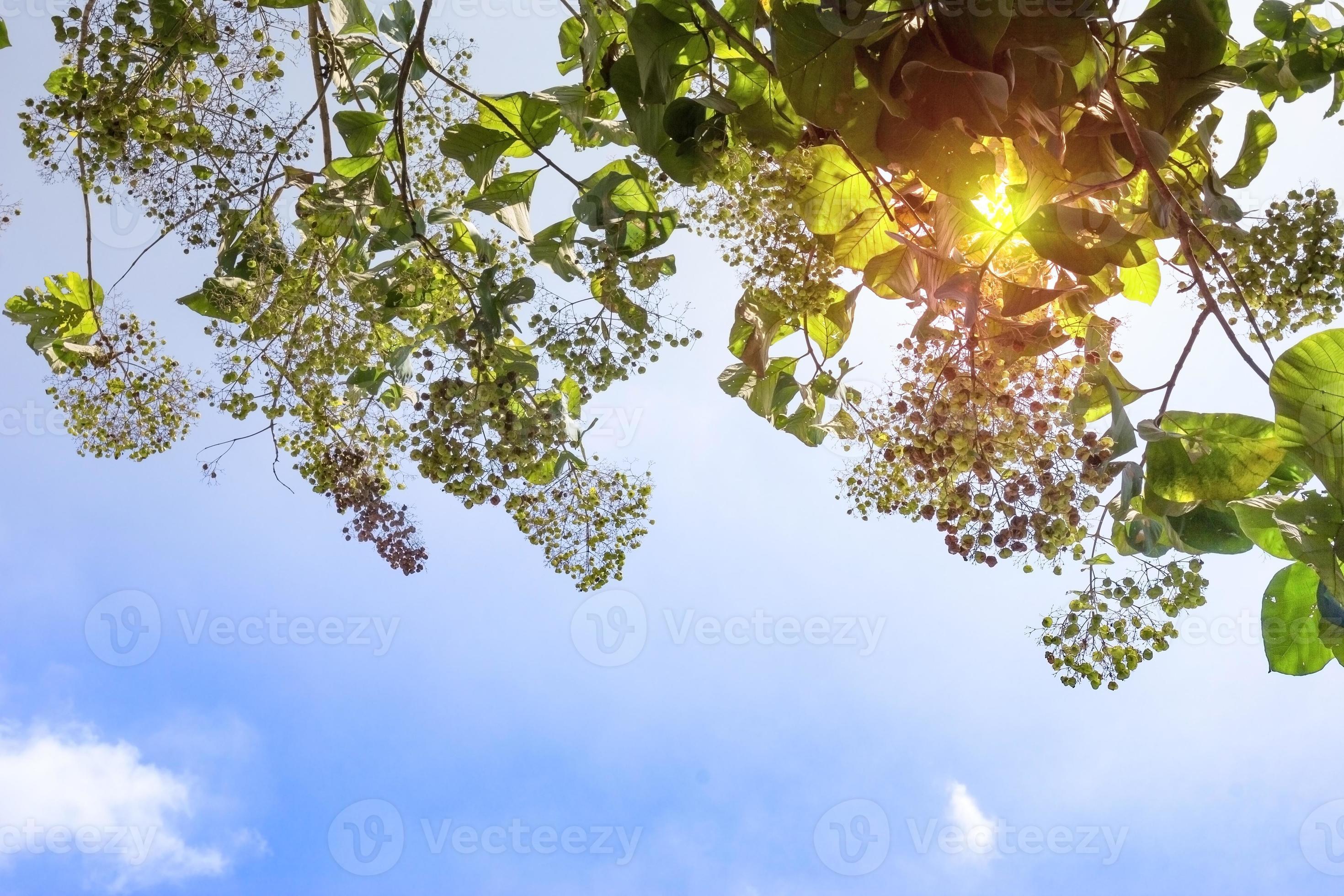 hojas de teca o árbol tectona grandis 11088946 Foto de stock en Vecteezy hojas de teca o árbol tectona grandis 11088946 Foto de stock en Vecteezy