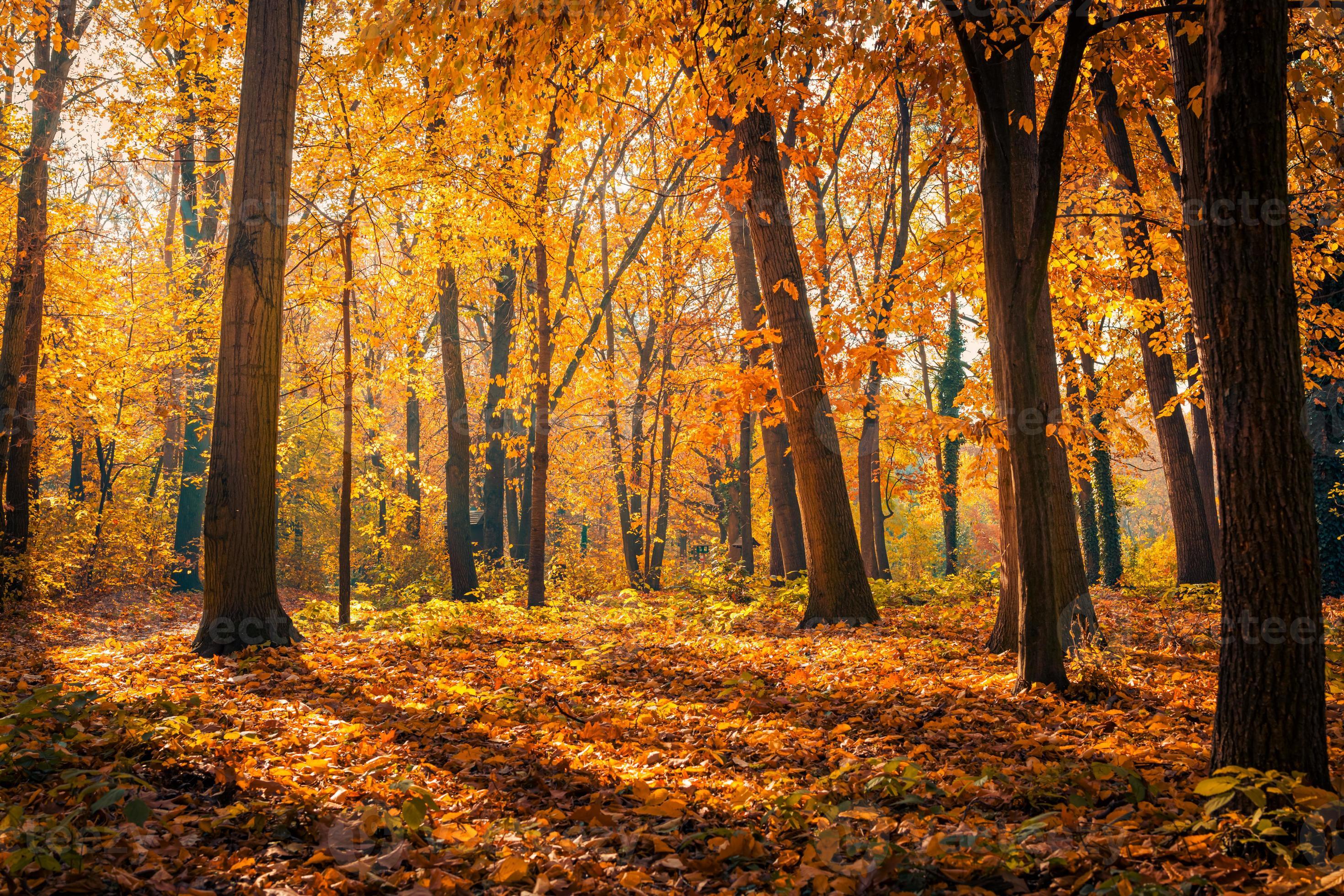 Beautiful trail in autumn forest. Sunshine through the trees. Autumn leaves, gold yellow orange ...