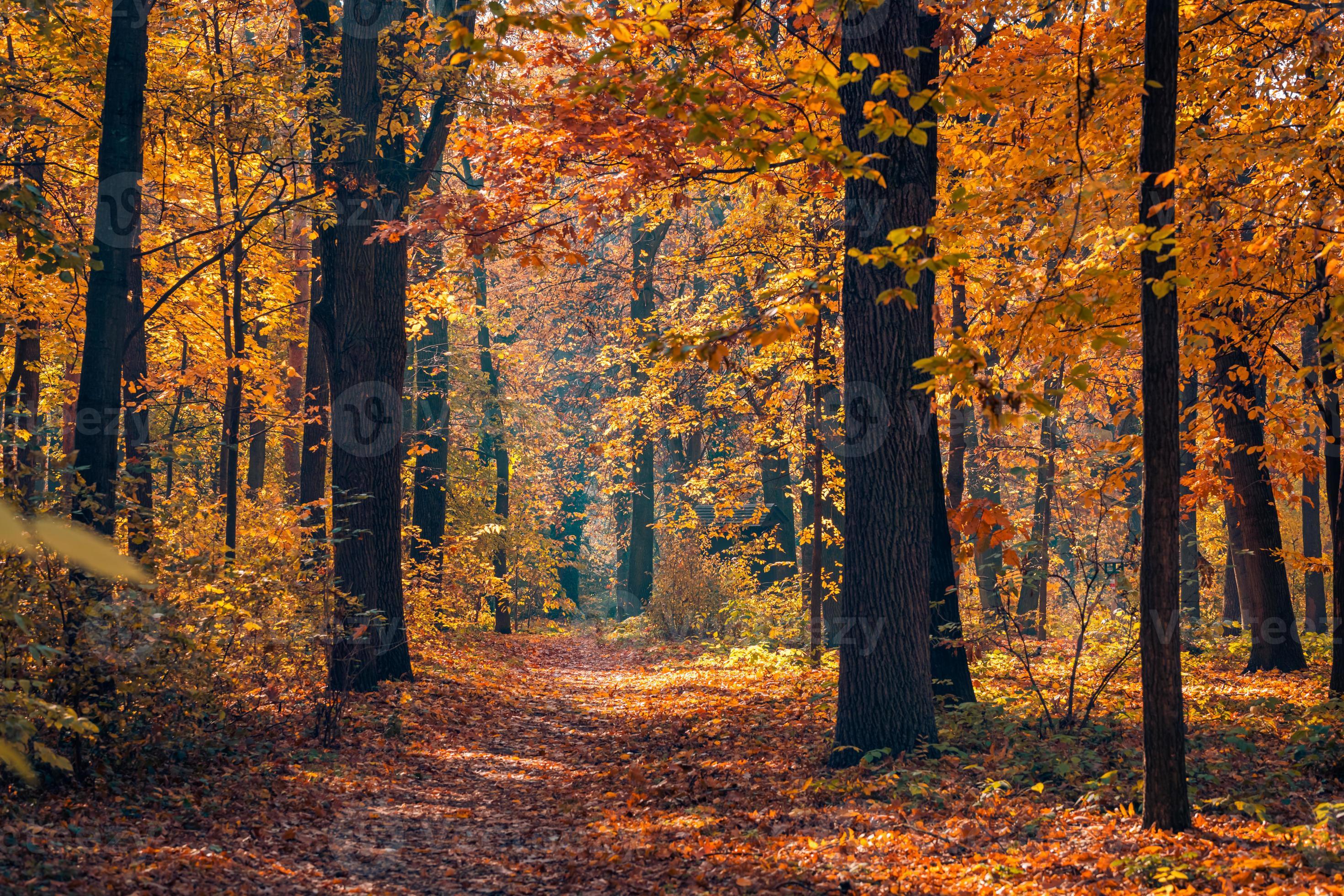 Beautiful trail in autumn forest. Sunshine through the trees. Autumn leaves, gold yellow orange ...