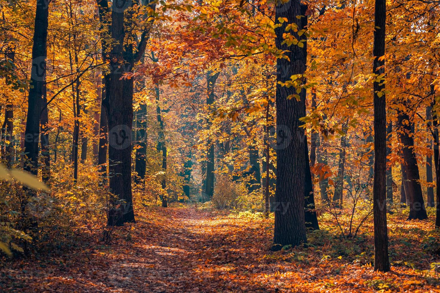 Beautiful trail in autumn forest. Sunshine through the trees. Autumn ...