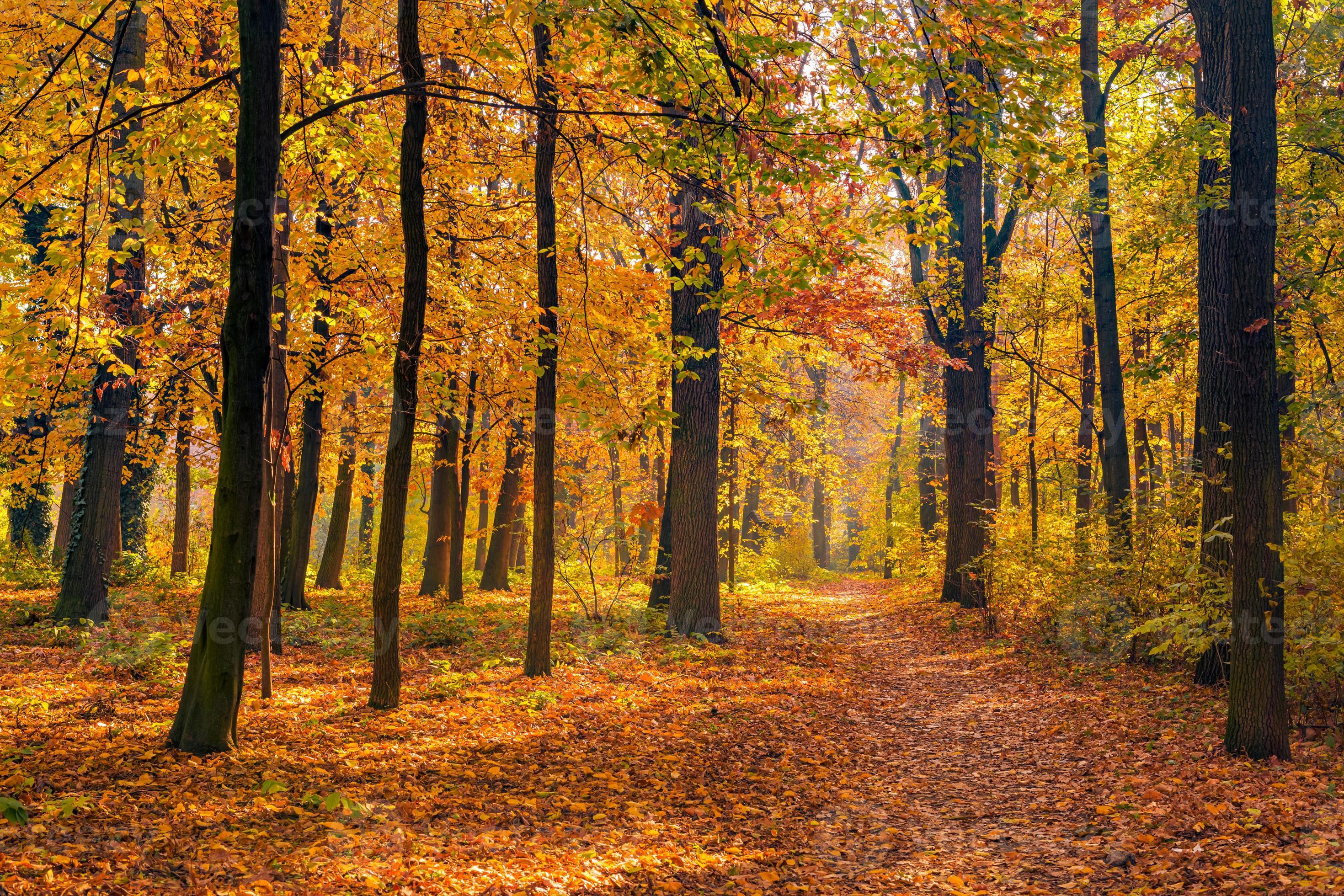 Beautiful trail in autumn forest. Sunshine through the trees. Autumn ...