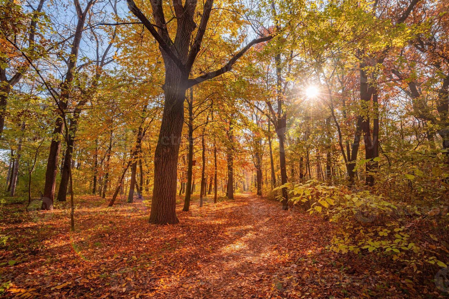 Beautiful trail in autumn forest. Sunshine through the trees. Autumn ...
