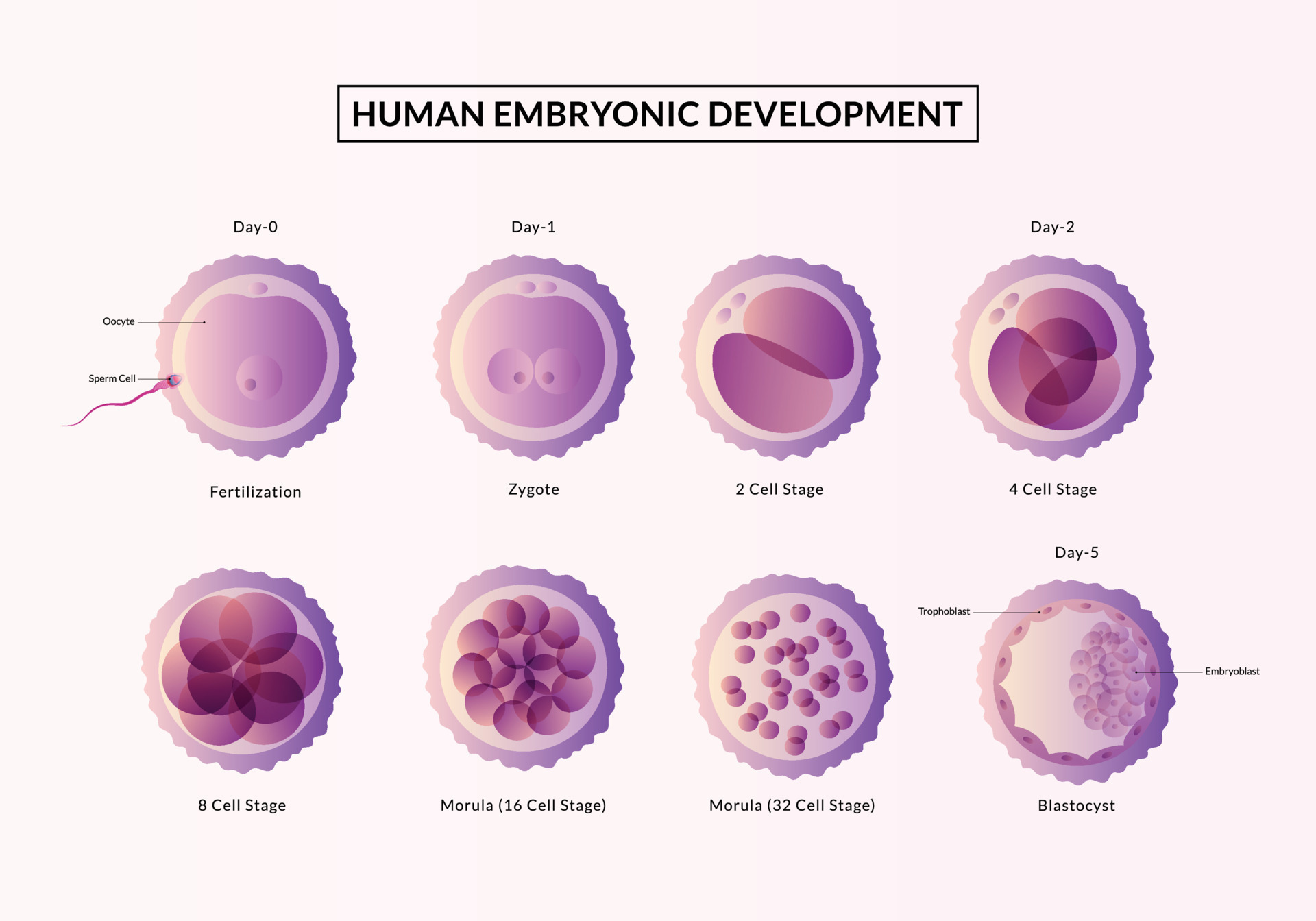 The First week of Pregnancy, Stages of human embryonic development from ... The First week of Pregnancy, Stages of human embryonic development from ...