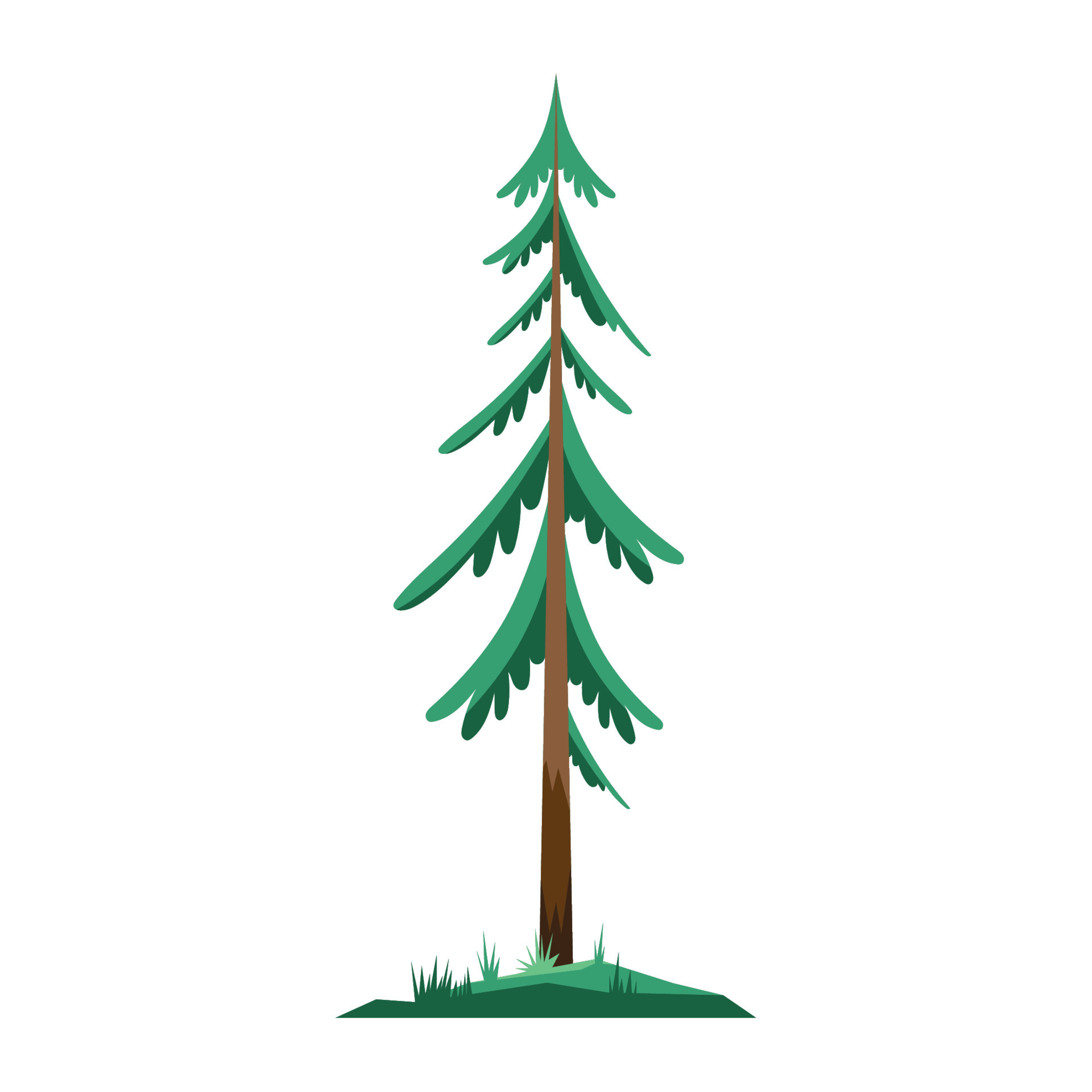 pine tree plant 11147462 Vector Art at Vecteezy