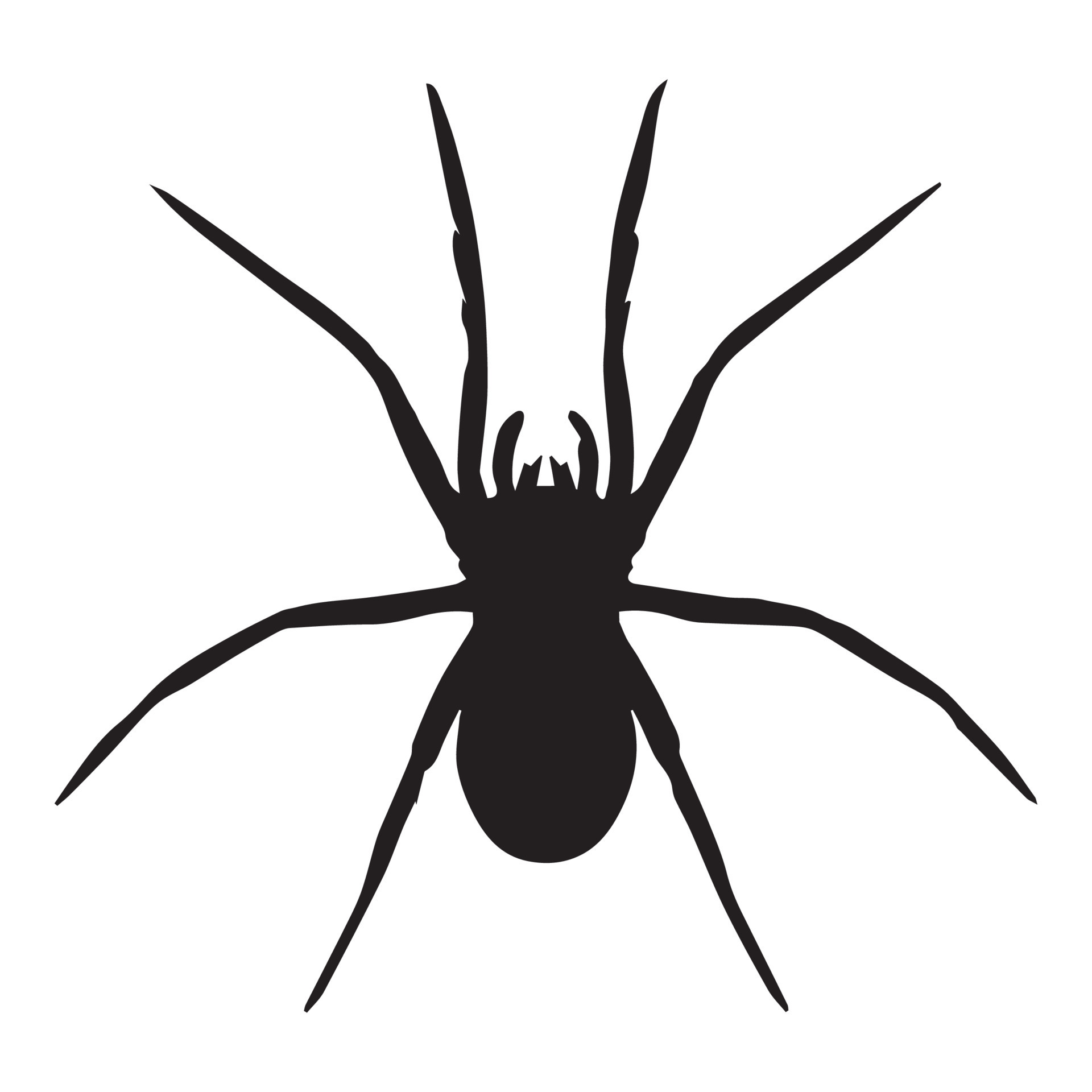 Spider vector isolated . Vector illustration 11168625 Vector Art at ...