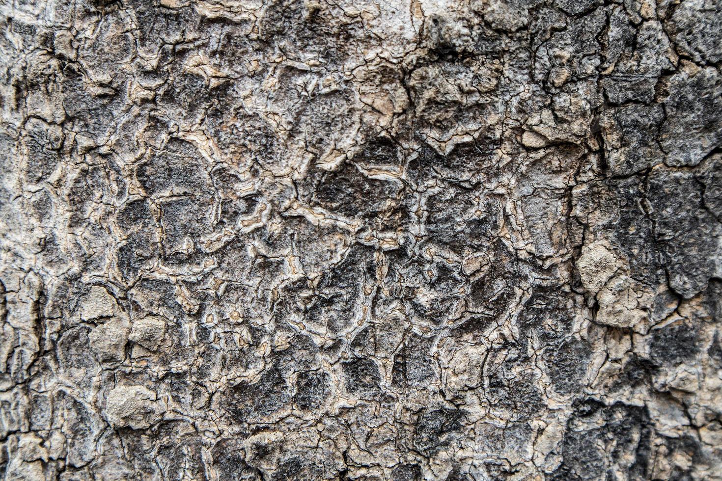 Fondo de textura de corteza de árbol 11183195 Foto de stock en Vecteezy Fondo de textura de corteza de árbol 11183195 Foto de stock en Vecteezy
