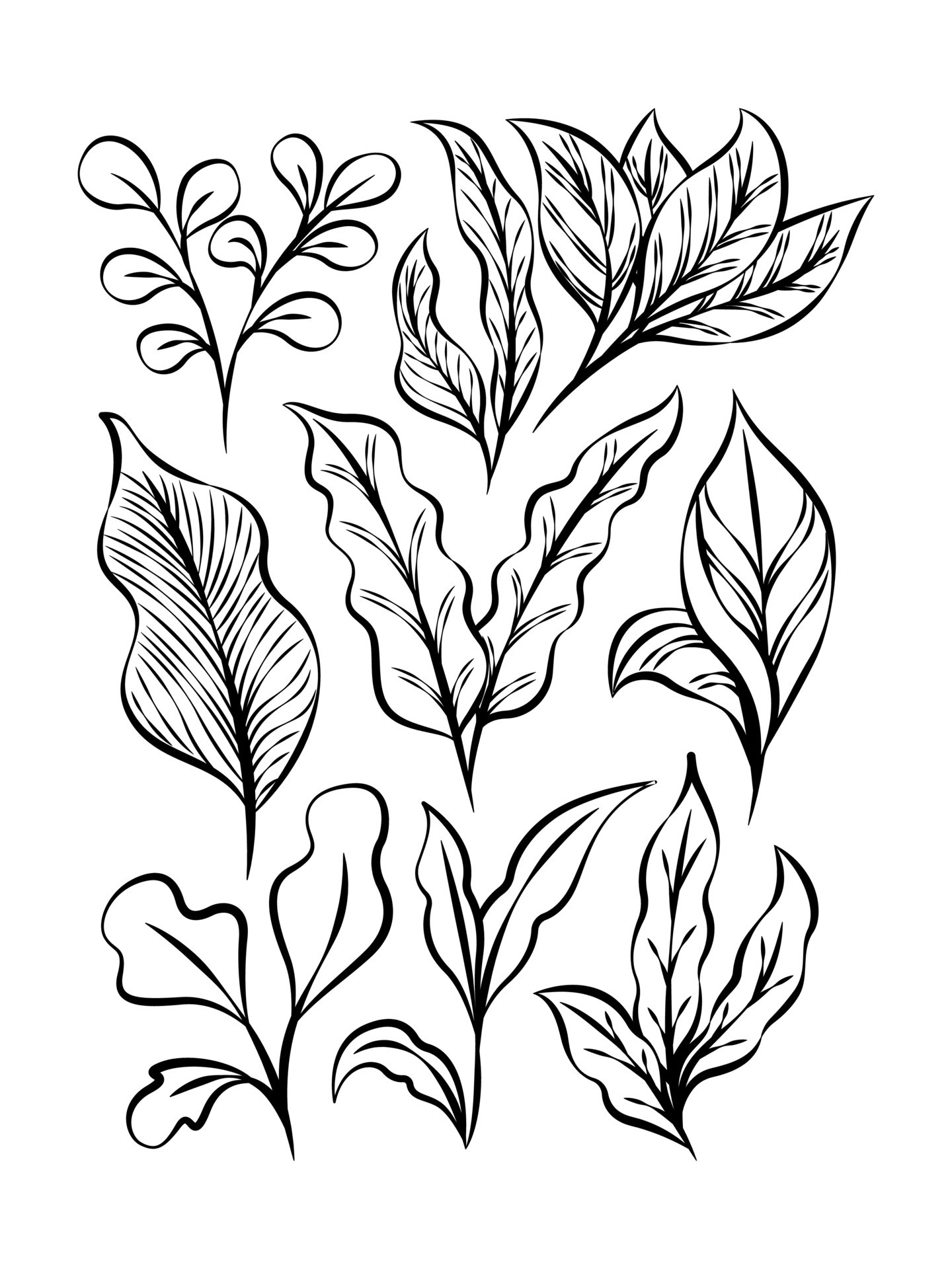 Exotic Tropical Leaves Collection Tropical Leaves Set Exotic Plants