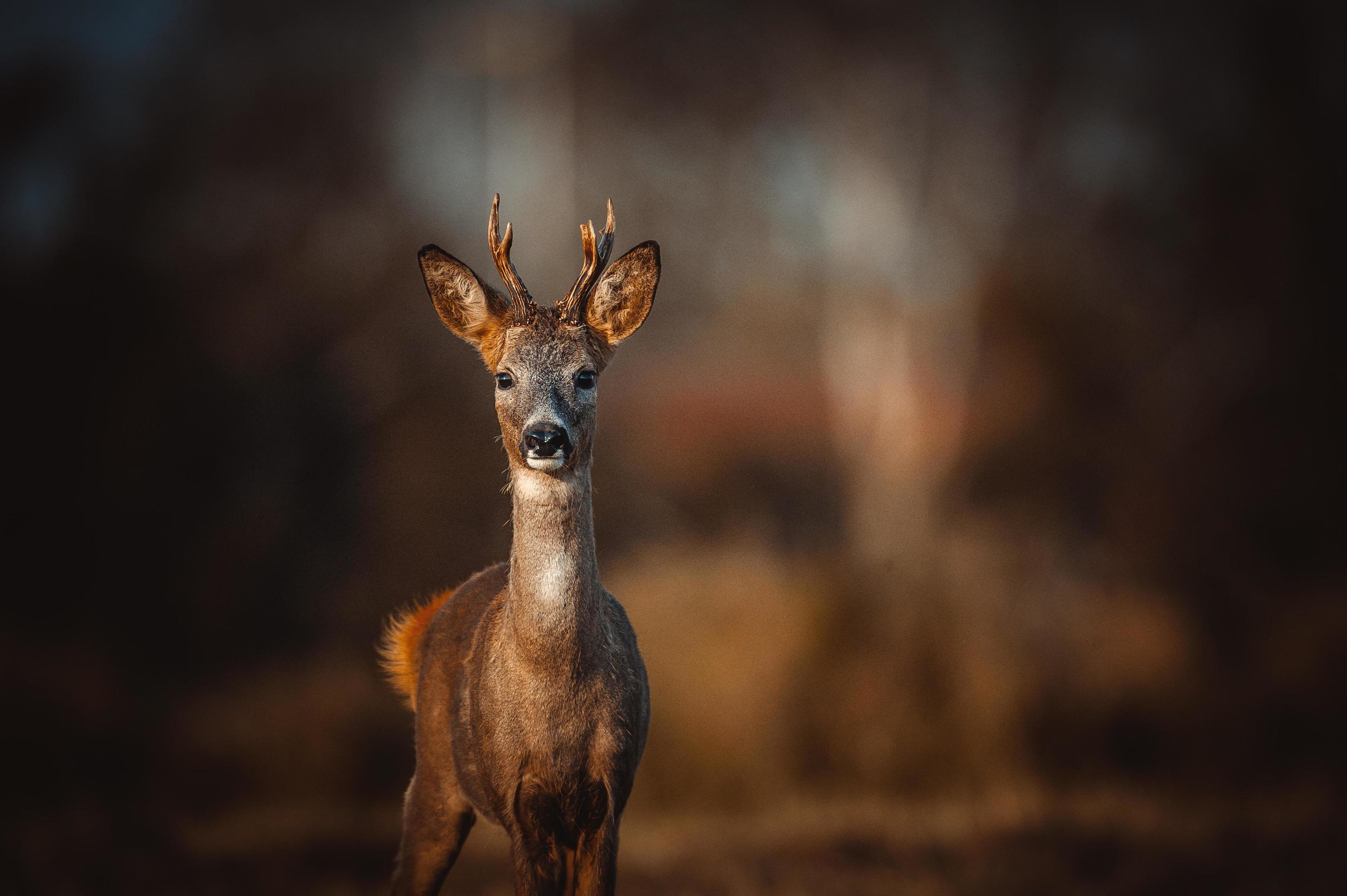 wild roe deer 11197314 Stock Photo at Vecteezy