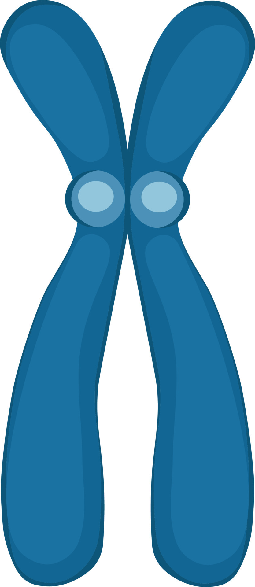 Simple Submetacentric Chromosome vector illustration 11202149 Vector ... Simple Submetacentric Chromosome vector illustration 11202149 Vector ...