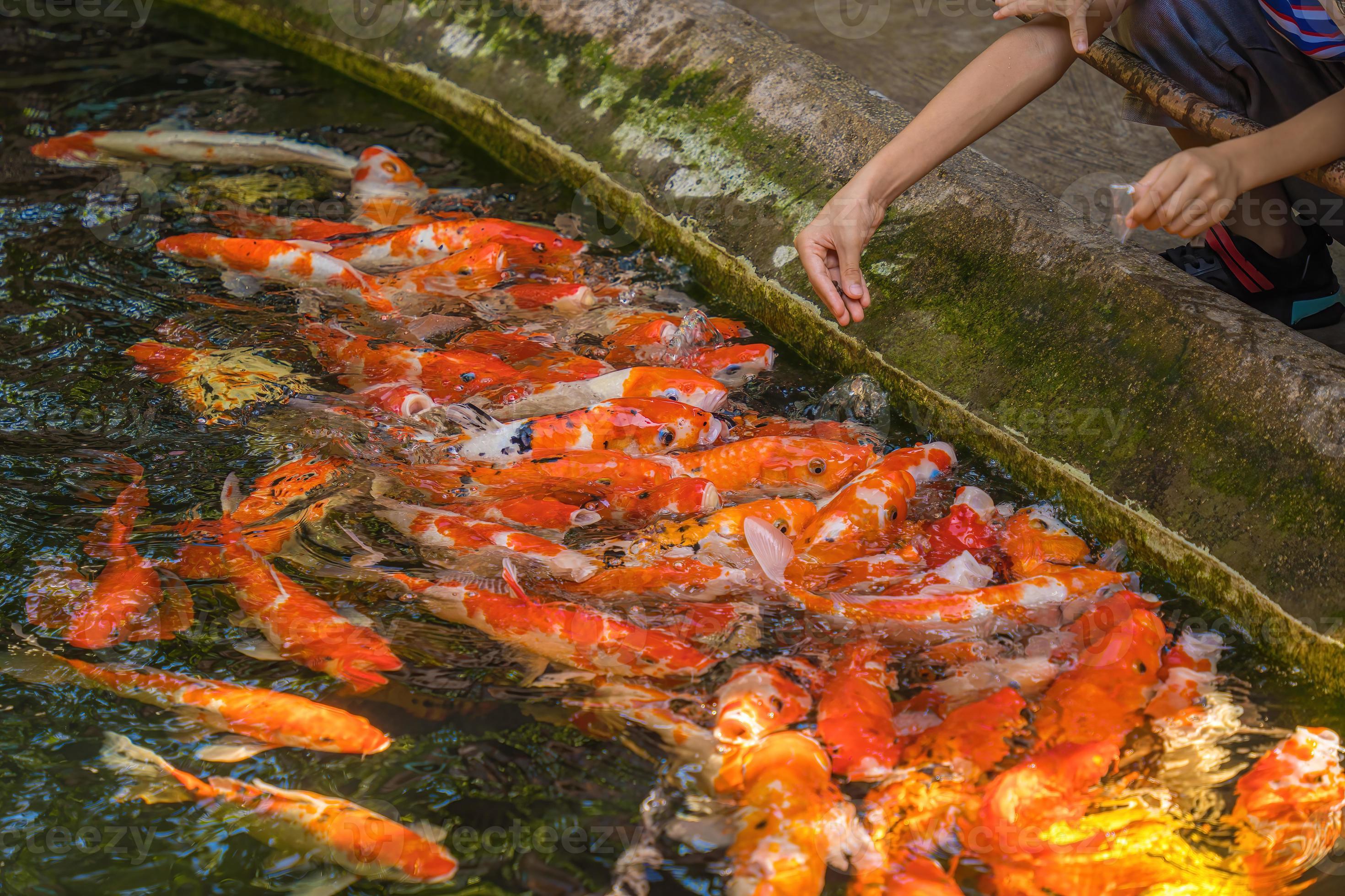 Koi fish swim artificial ponds with a beautiful background in the clear pond. Colorful ...