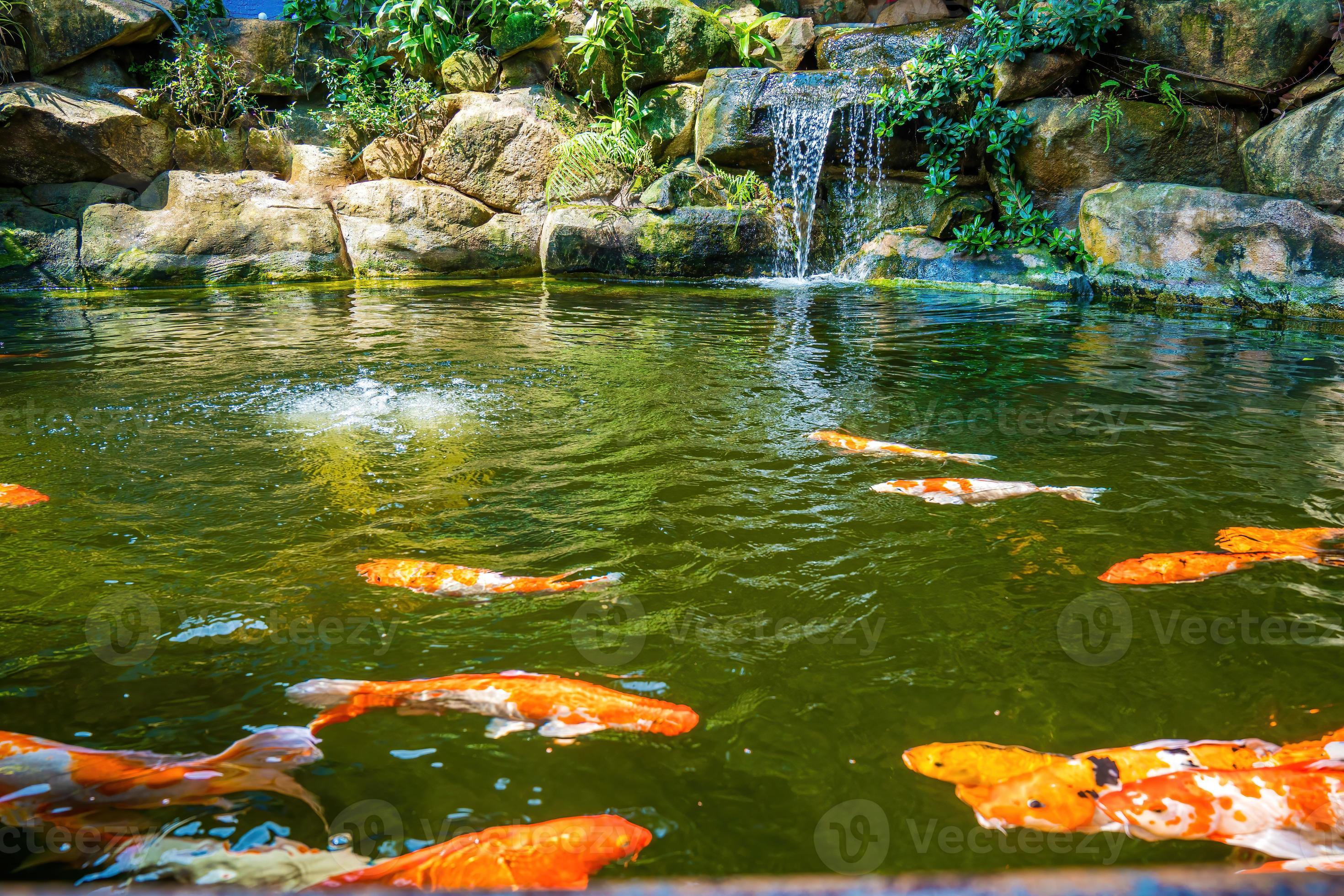 cascadas del jardin japones. exuberante estanque koi tropical verde con cascada de cada lado. un ...