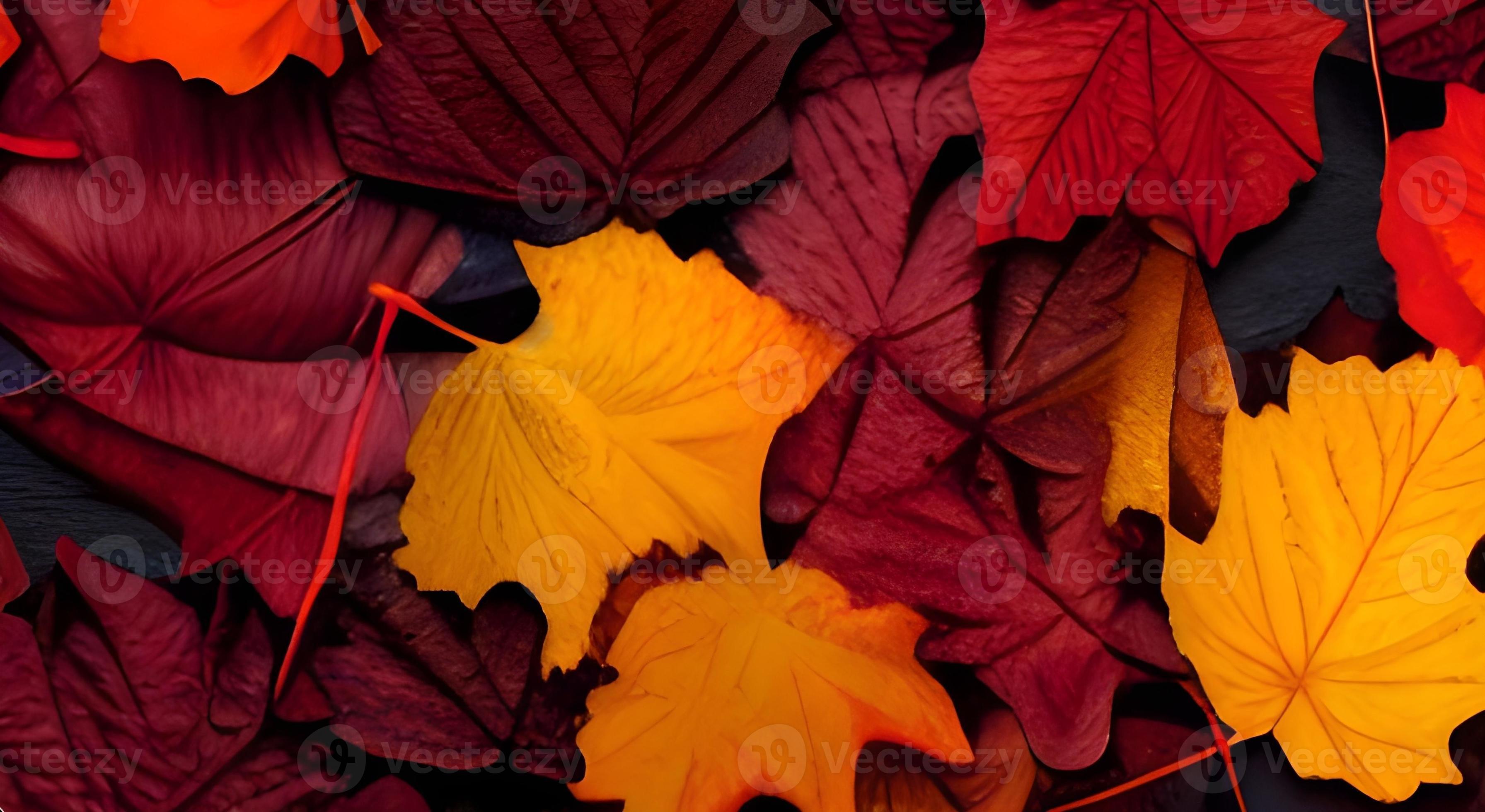 Colorful autumn leaves. Multicolored maple leaves lie on the ground ...