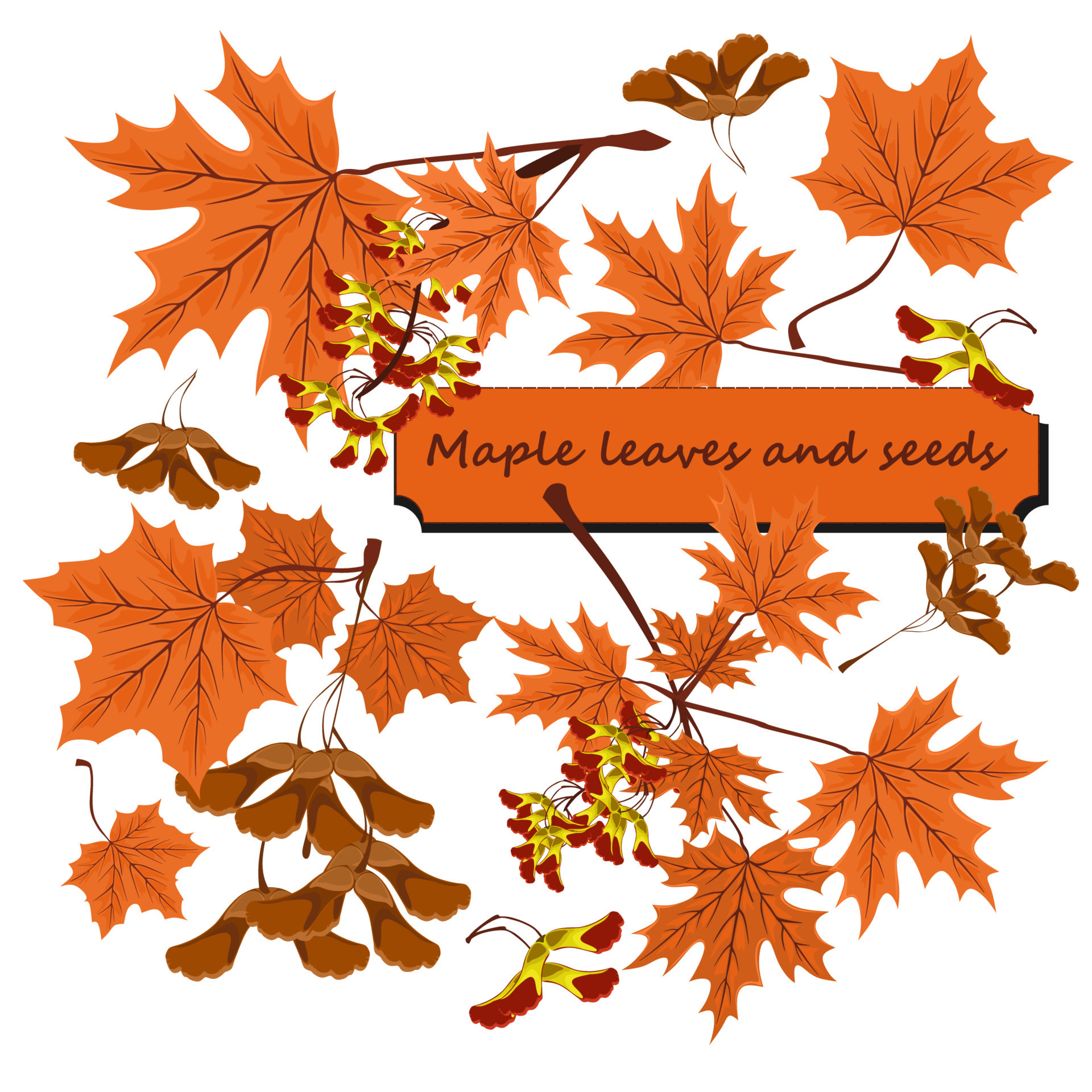 Branch, seeds and leaves of maple. Autumn maple leaves set. Clipart ... Branch, seeds and leaves of maple. Autumn maple leaves set. Clipart ...