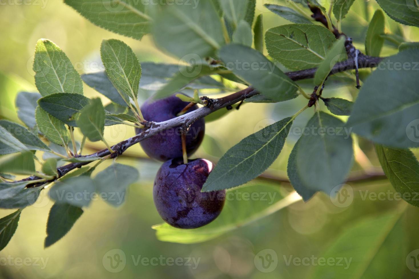 Lilac plums on a green tree in the garden in summer. Beautiful plum ...