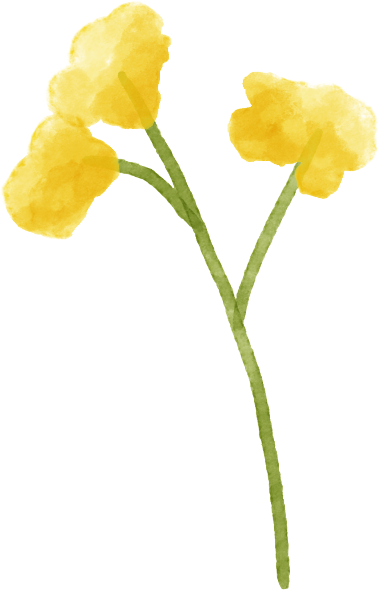flor amarela floral aquarela para decoração 11306394 PNG flor amarela floral aquarela para decoração 11306394 PNG