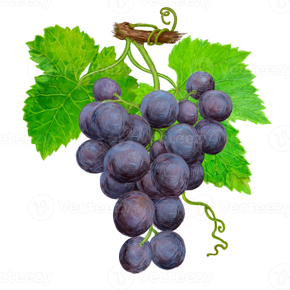 Dibujado A Mano Dibujos Animados Uva Png Uvas Uva Racimo De Uvas Png Porn Sex Picture