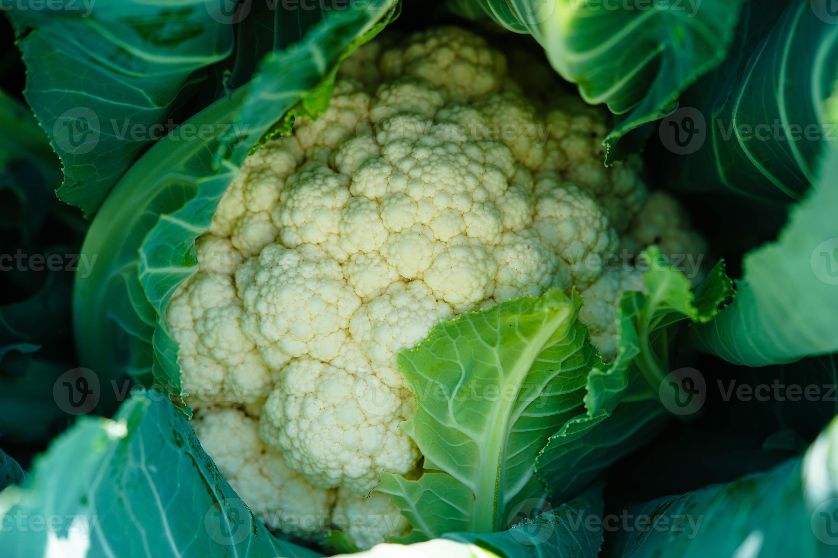 white cauliflower Brassica oleracea a healthy vegetable freshly harvested in the old Land next ...