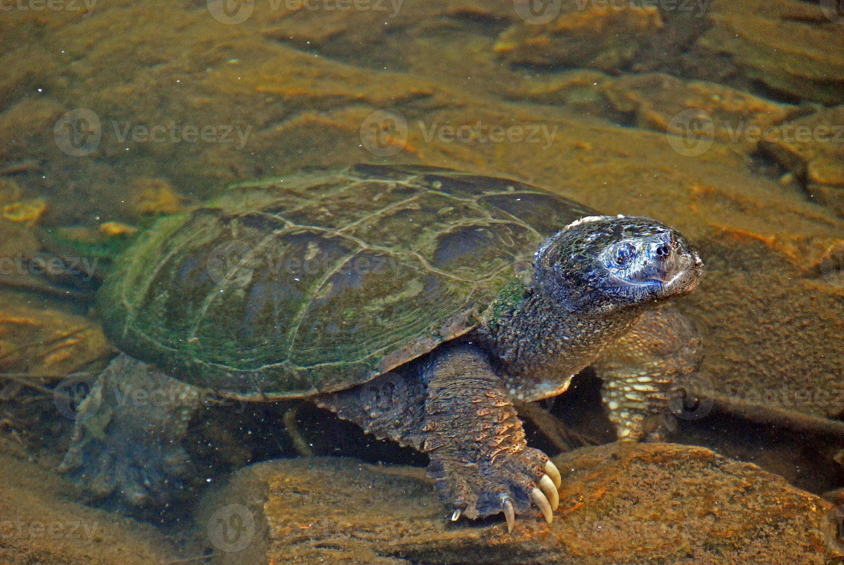Large Snapping Turtle Emerging from the Water 11338443 Stock Photo at ...