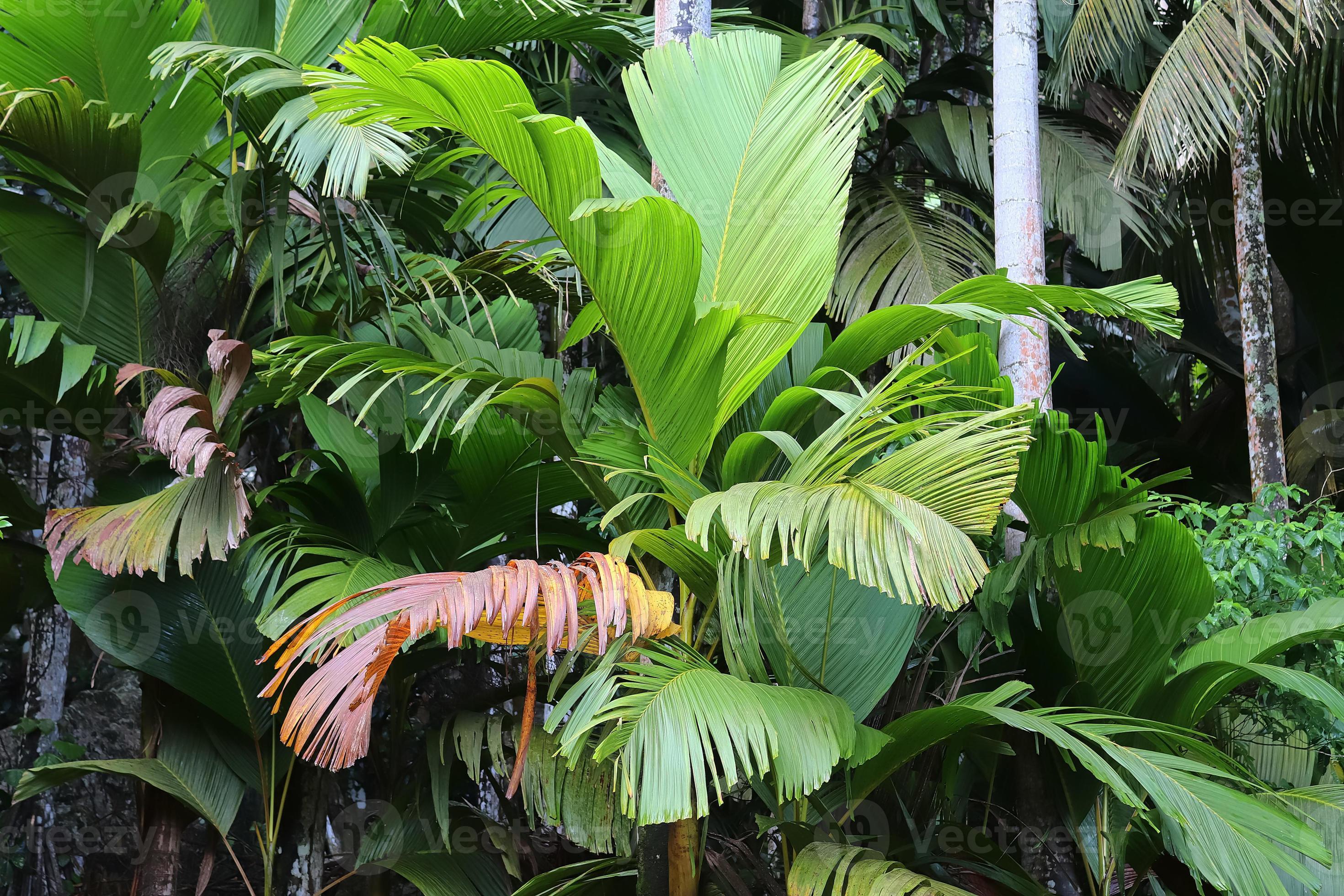 hermosos primeros planos verdes de hojas de plantas tropicales tomadas ...