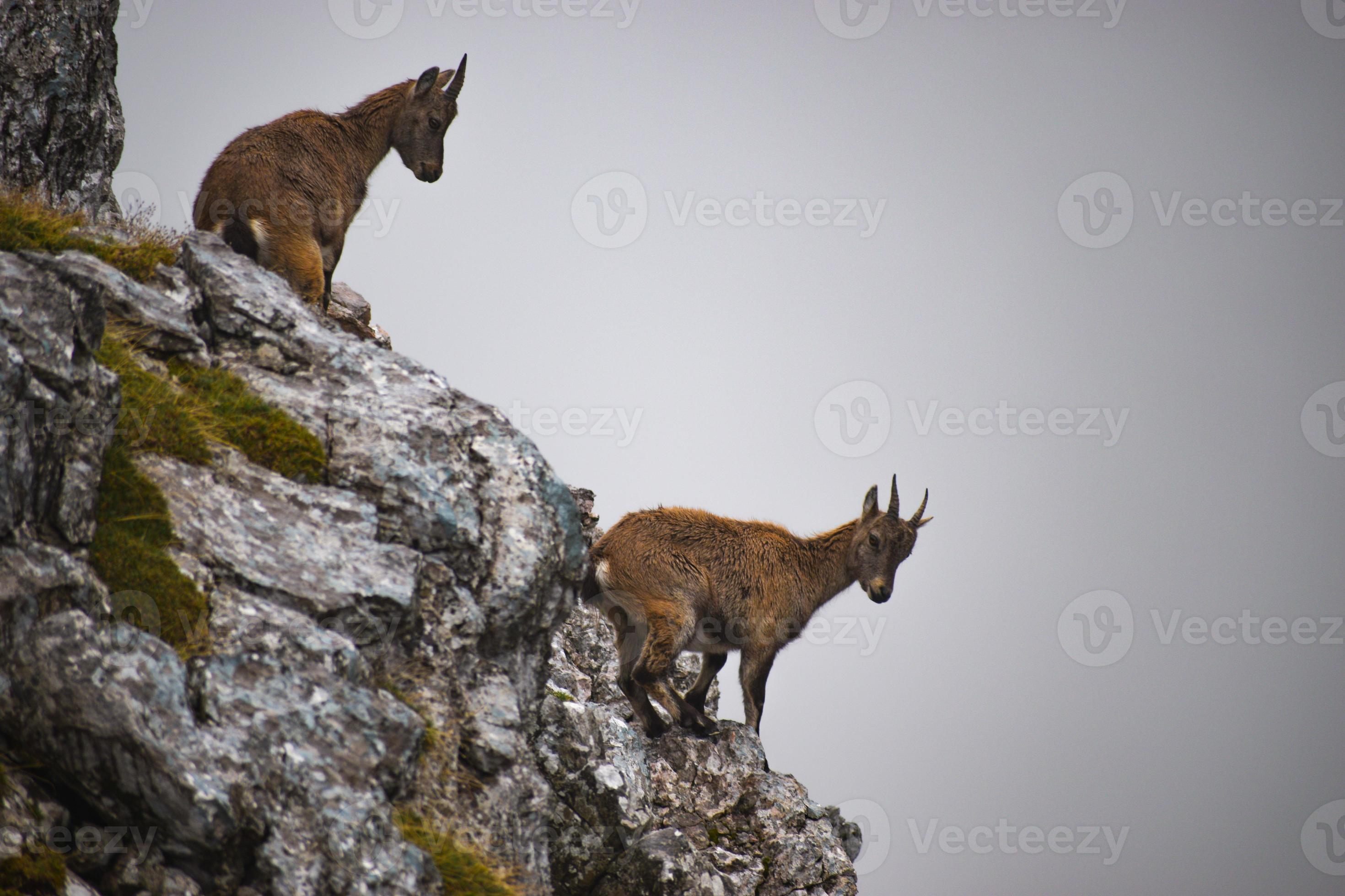 dos jóvenes alpine ibex capra ibex, también conocido como steinbock o ... dos jóvenes alpine ibex capra ibex, también conocido como steinbock o ...