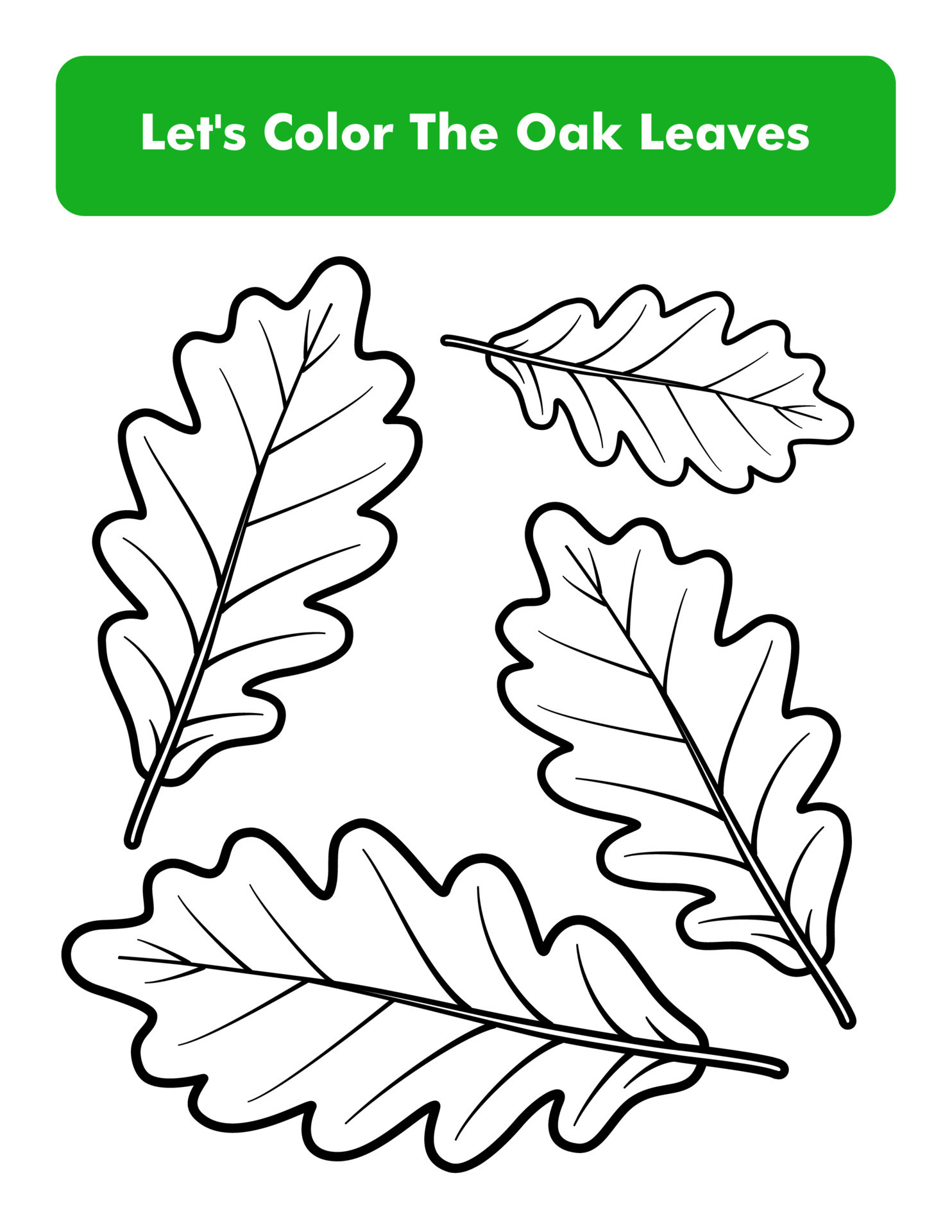 Hoja De Libro Para Colorear De Hojas De Roble En Tamaño Carta Hoja De Trabajo Para Colorear