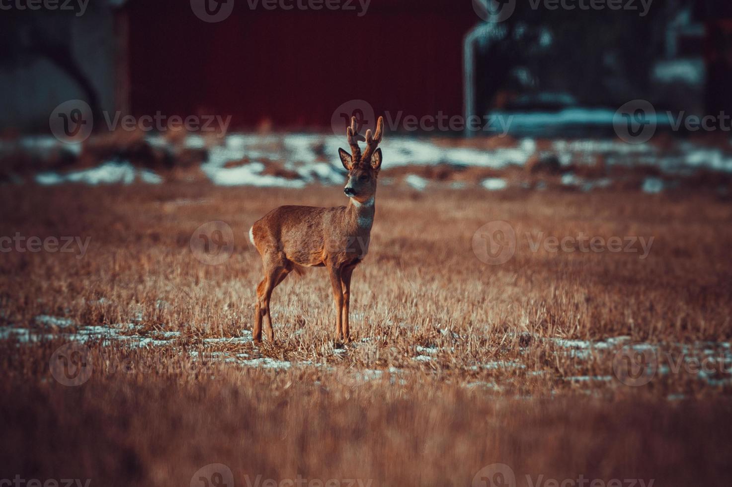 wild roe deer 11362360 Stock Photo at Vecteezy