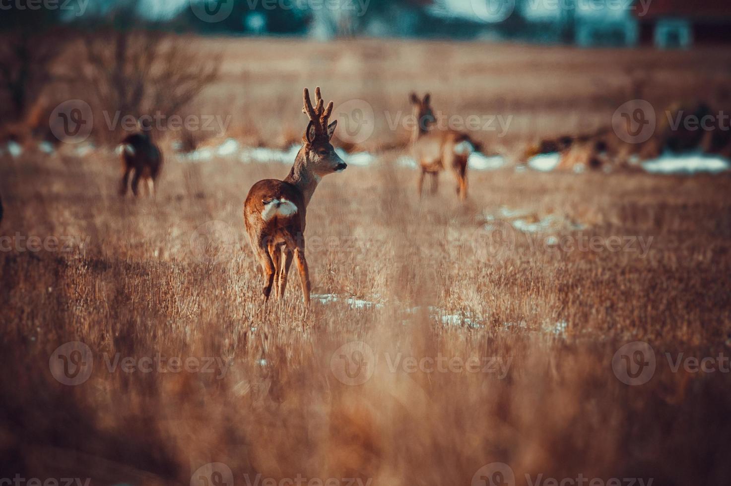 wild roe deer 11362363 Stock Photo at Vecteezy