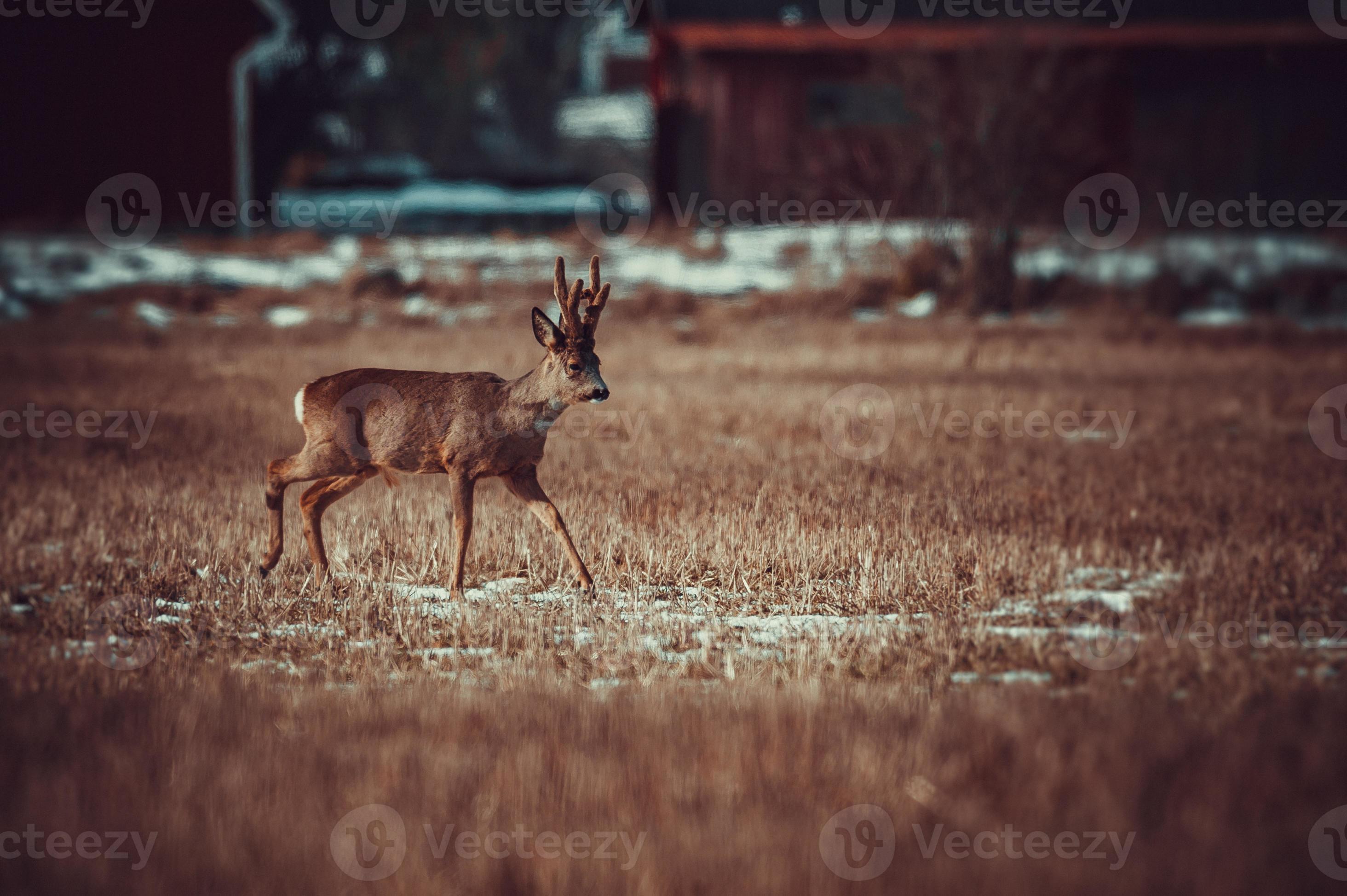 wild roe deer 11362365 Stock Photo at Vecteezy