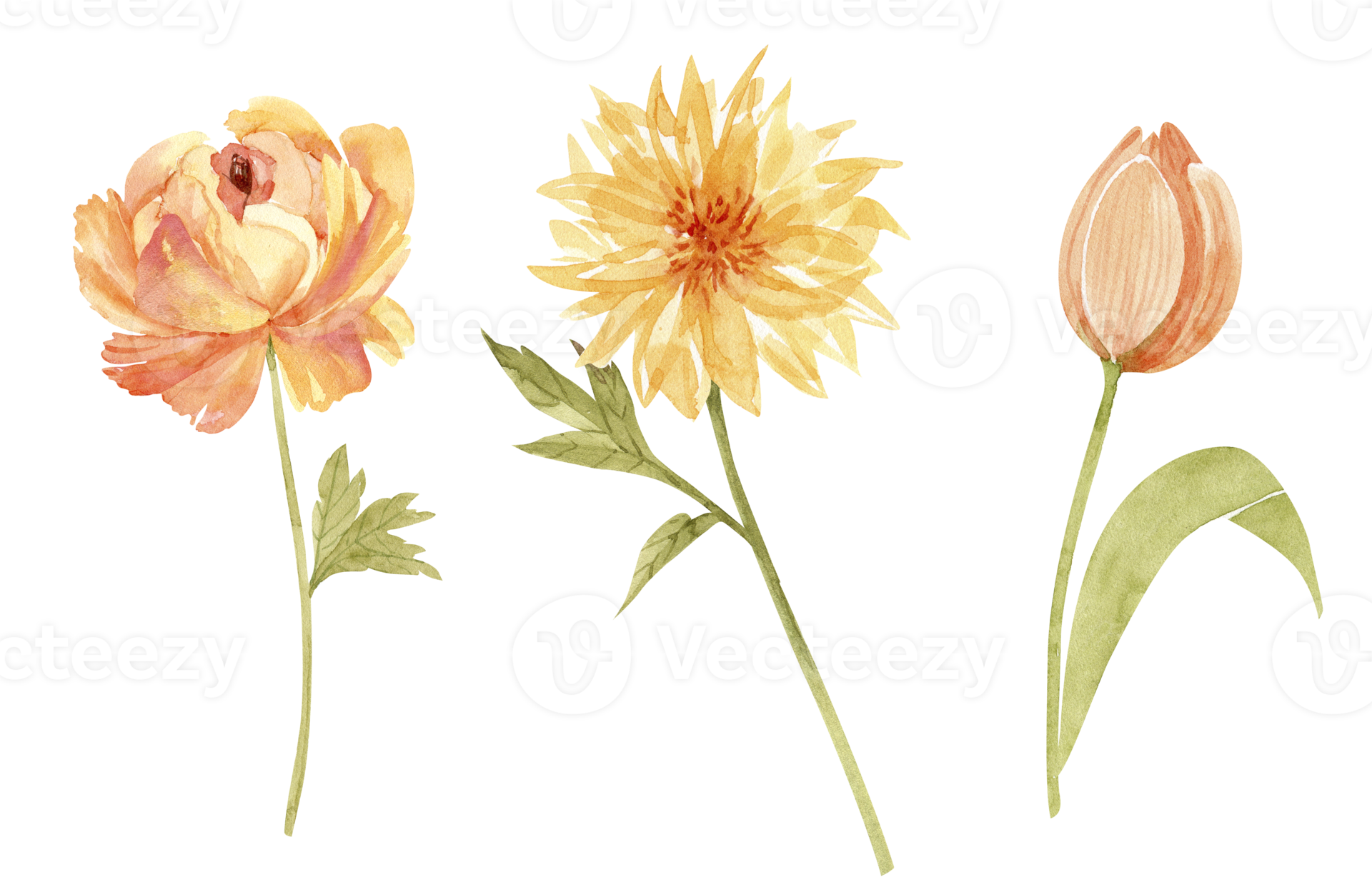 Set Of Watercolor Illustrations Of Yellow Flowers On A White Background
