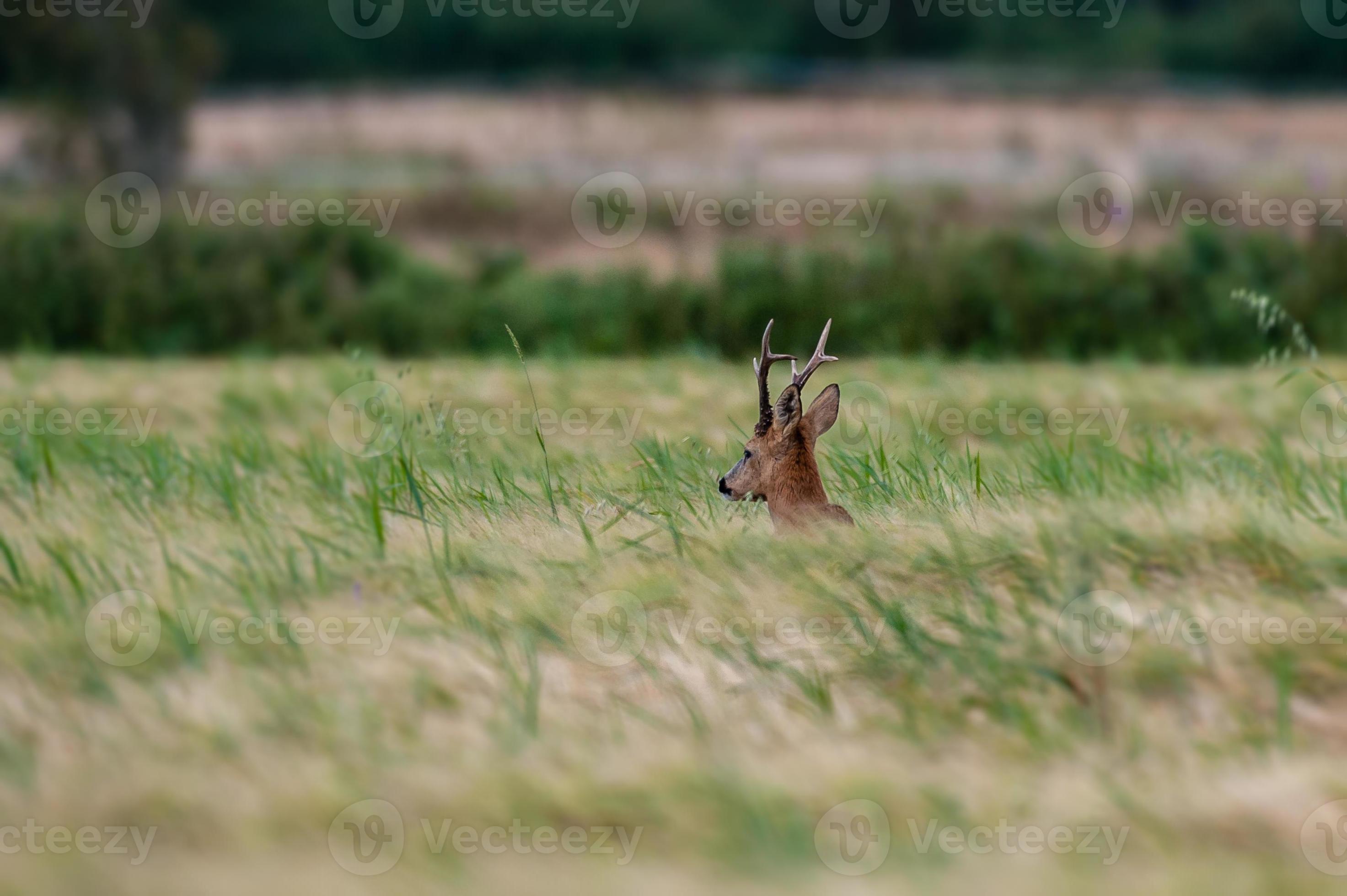 wild roe deer 11422086 Stock Photo at Vecteezy