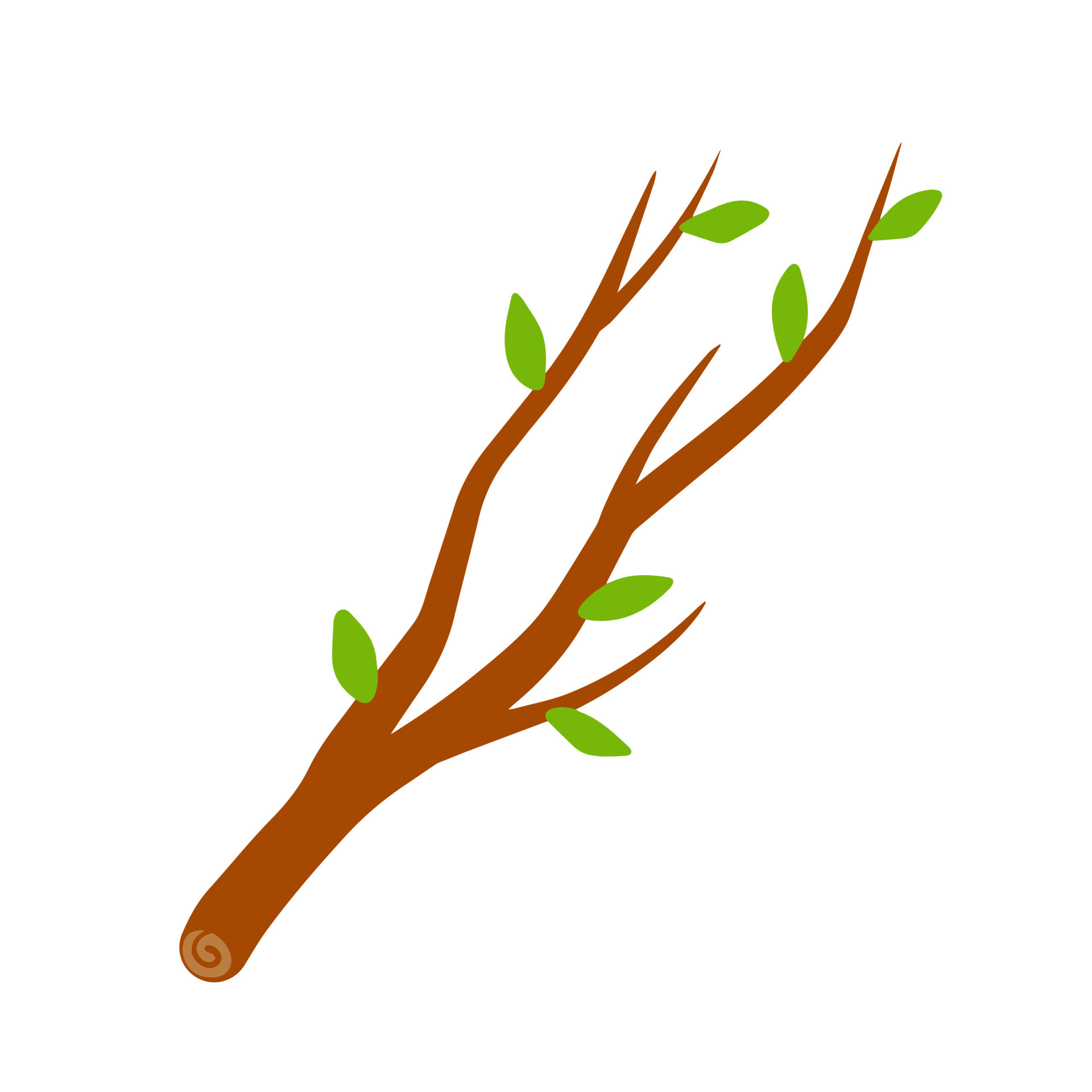 Twigs and branch. Dry tree isolated on white background. 11433443 ... Twigs and branch. Dry tree isolated on white background. 11433443 ...