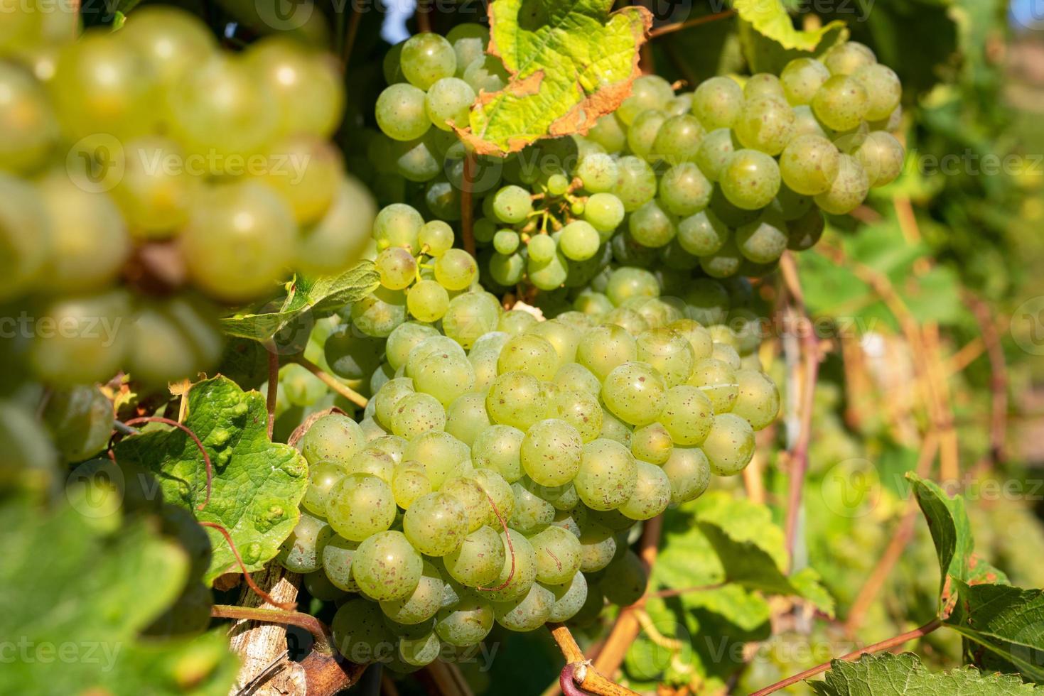 Common grape vine, Vitis vinifera 11438811 Stock Photo at Vecteezy Common grape vine, Vitis vinifera 11438811 Stock Photo at Vecteezy