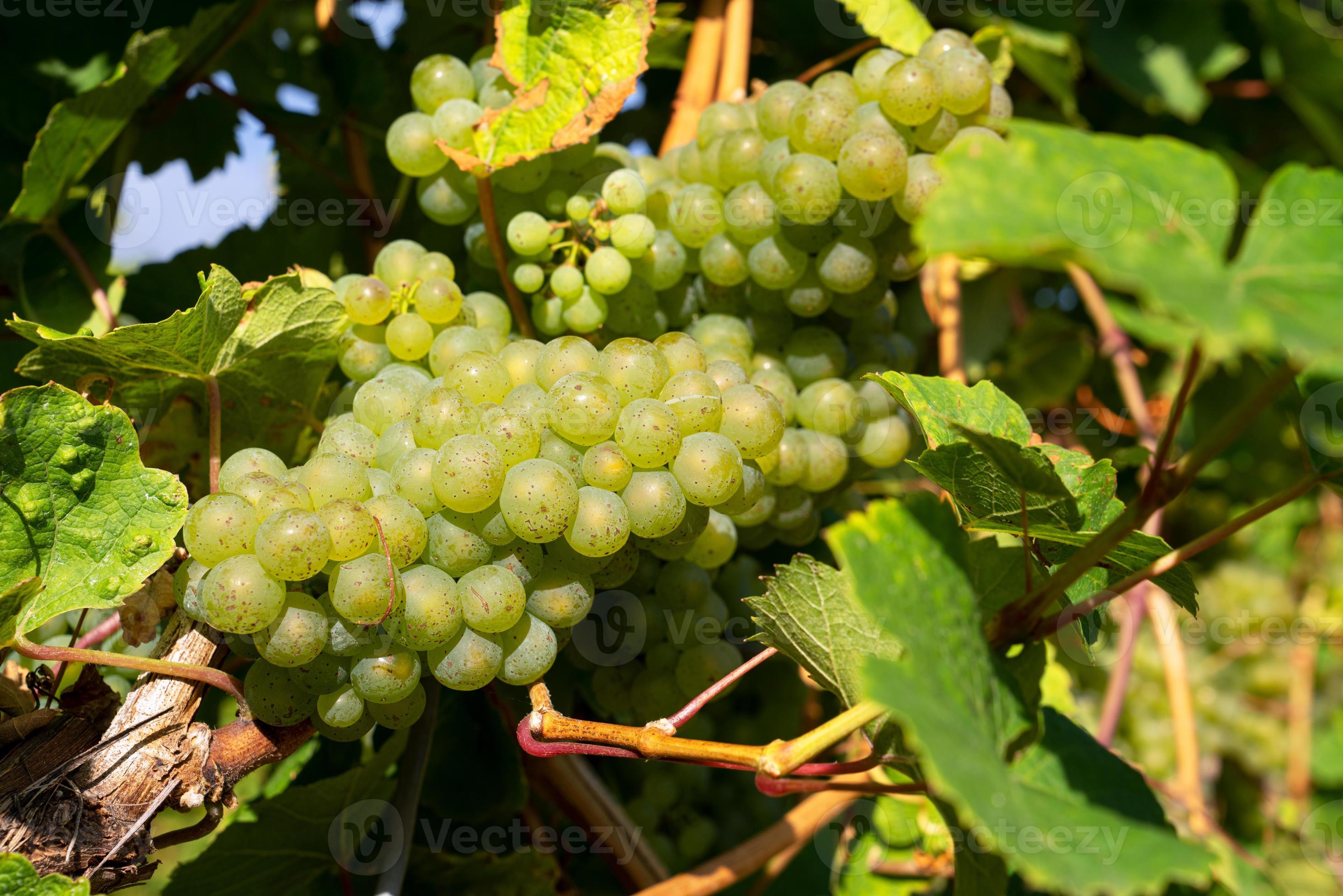 Common grape vine, Vitis vinifera 11438905 Stock Photo at Vecteezy Common grape vine, Vitis vinifera 11438905 Stock Photo at Vecteezy