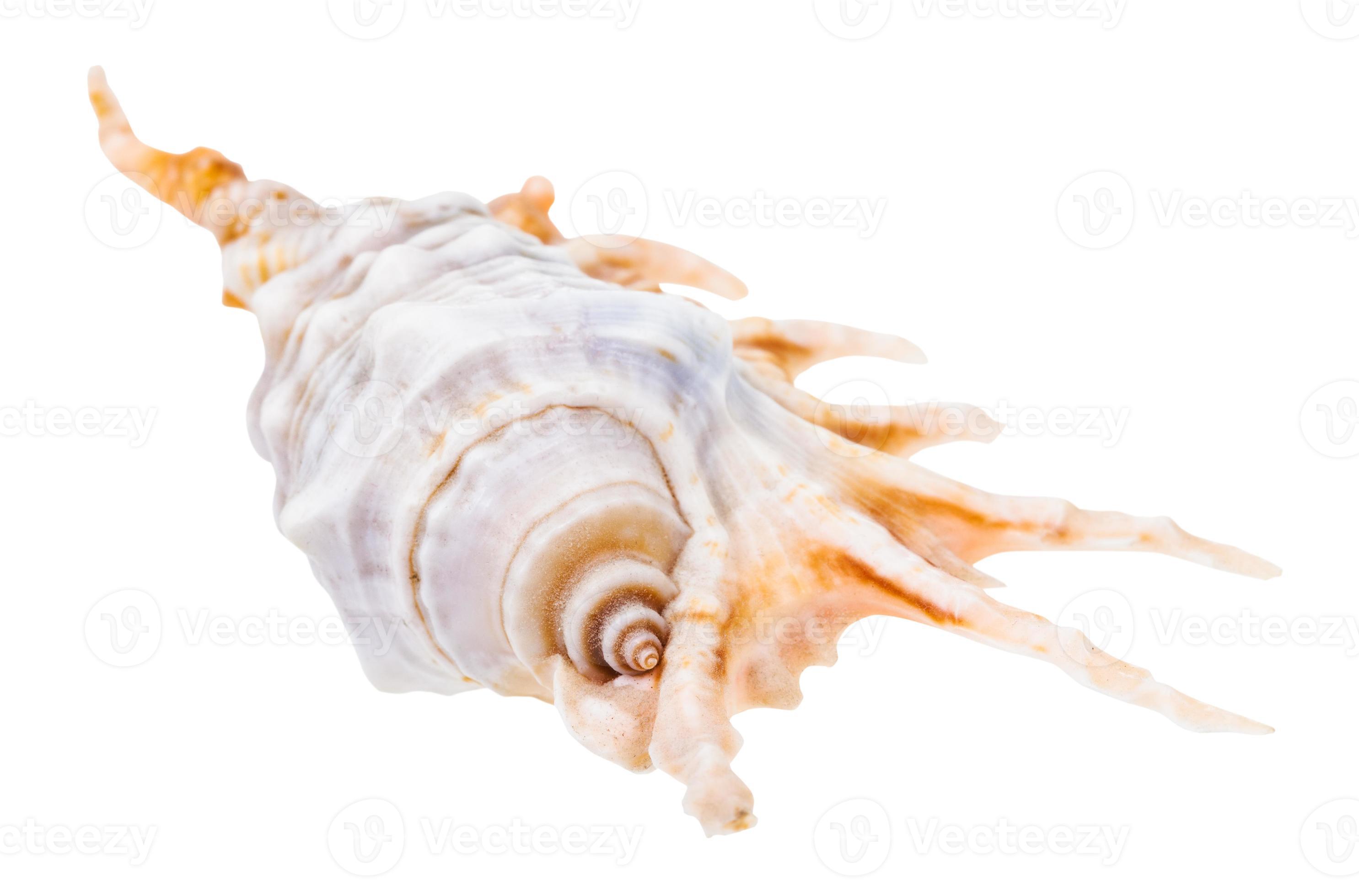 helix conch of murex snail isolated on white 11449982 Stock Photo at Vecteezy