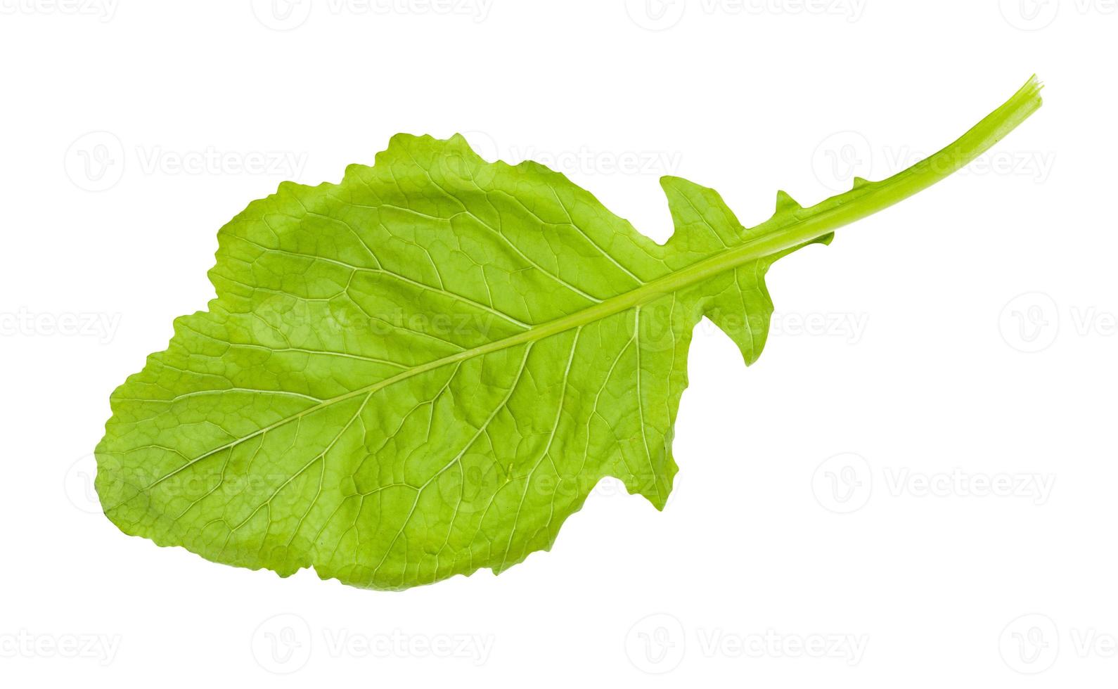 back side of leaf of Kokabu japanese turnip 11450443 Stock Photo at Vecteezy