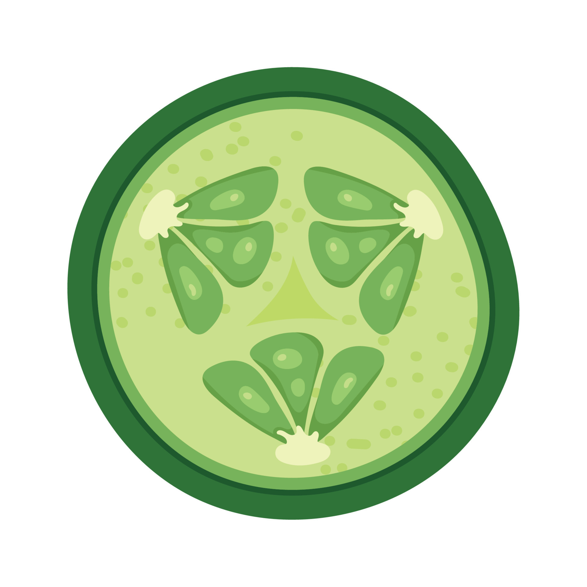 Cucumber Slice Vegetable 11457173 Vector Art At Vecteezy