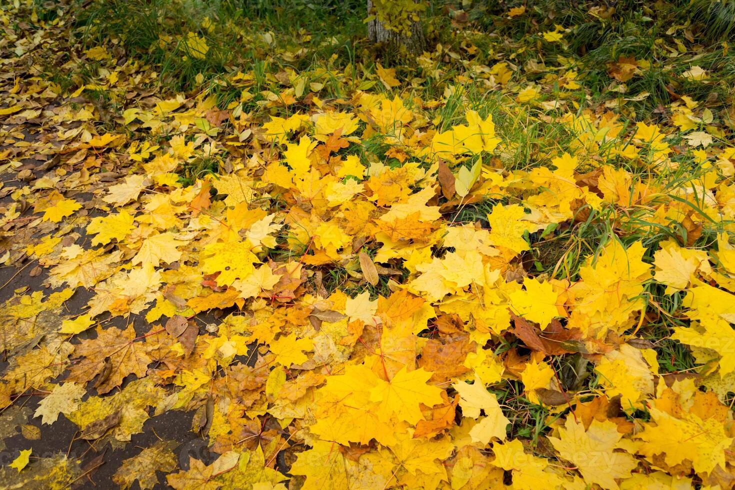 Yellow Maple Tree Leaves 11473179 Stock Photo At Vecteezy yellow-maple-tree-leaves-11473179-stock-photo-at-vecteezy