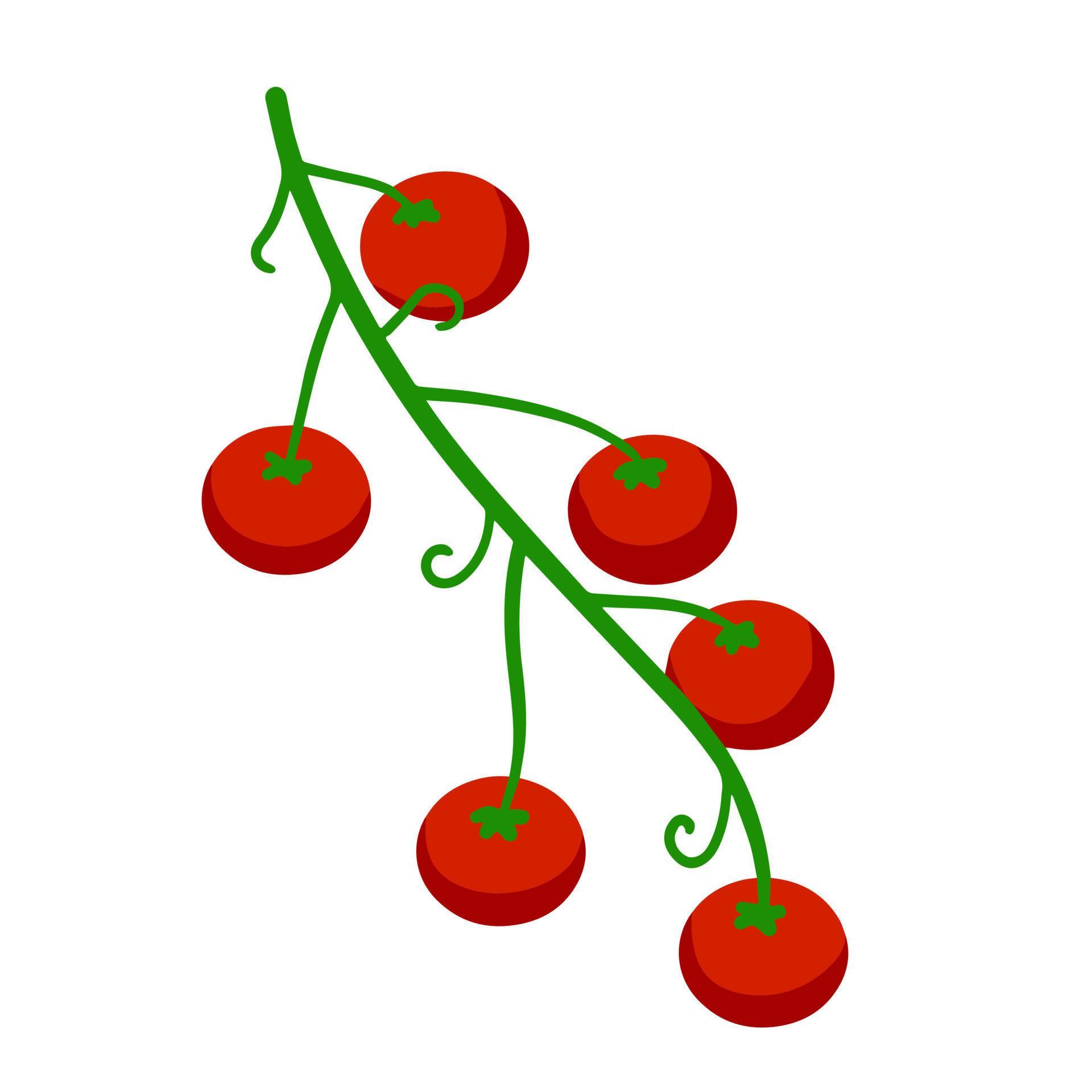 tomate cherry. verdura roja en rama. caricatura plana aislada sobre fondo blanco. cosecha y ...