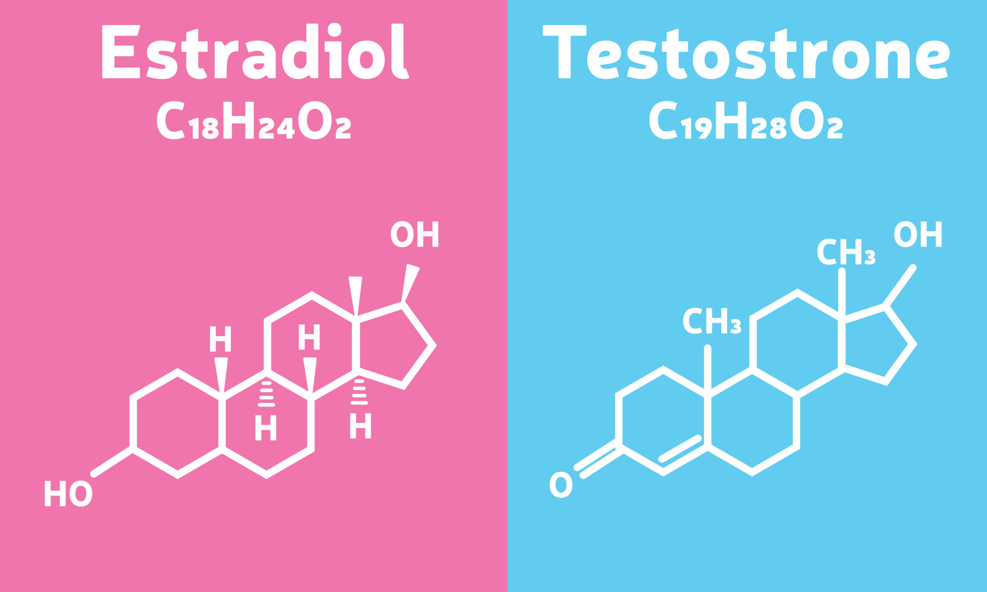 Testosterone Vs Estrogen Structure