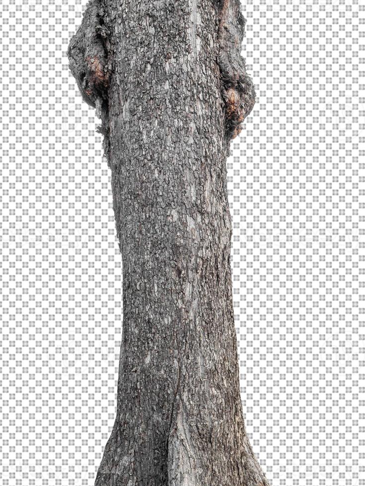 isolated tree trunk on transparent background 11539625 Stock Photo at Vecteezy
