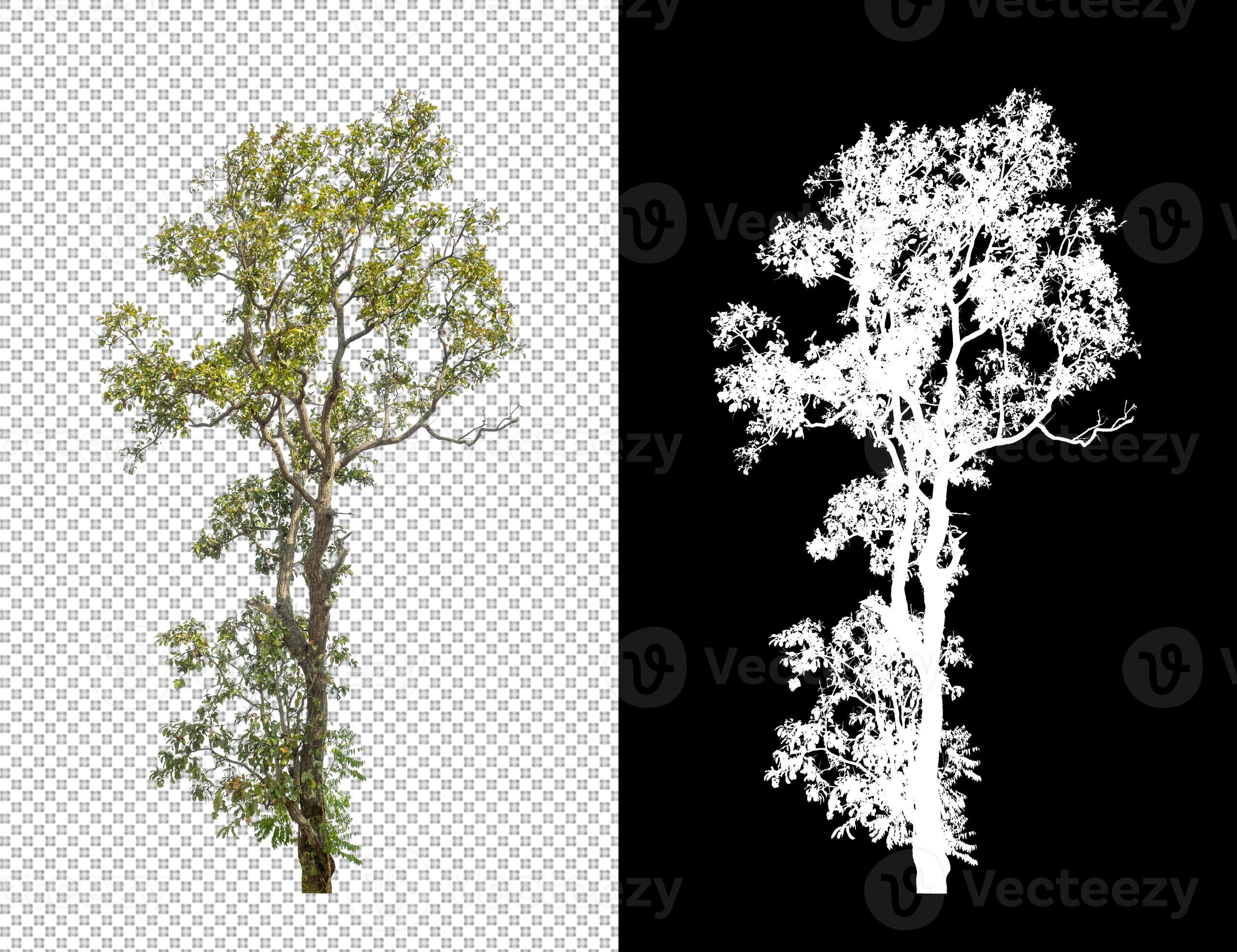 Tree on transparent picture background with clipping path, single tree ...