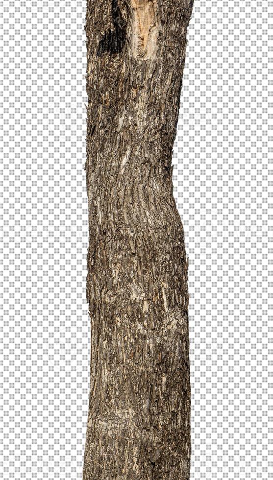 isolated tree trunk on transparent background 11540982 Stock Photo at Vecteezy