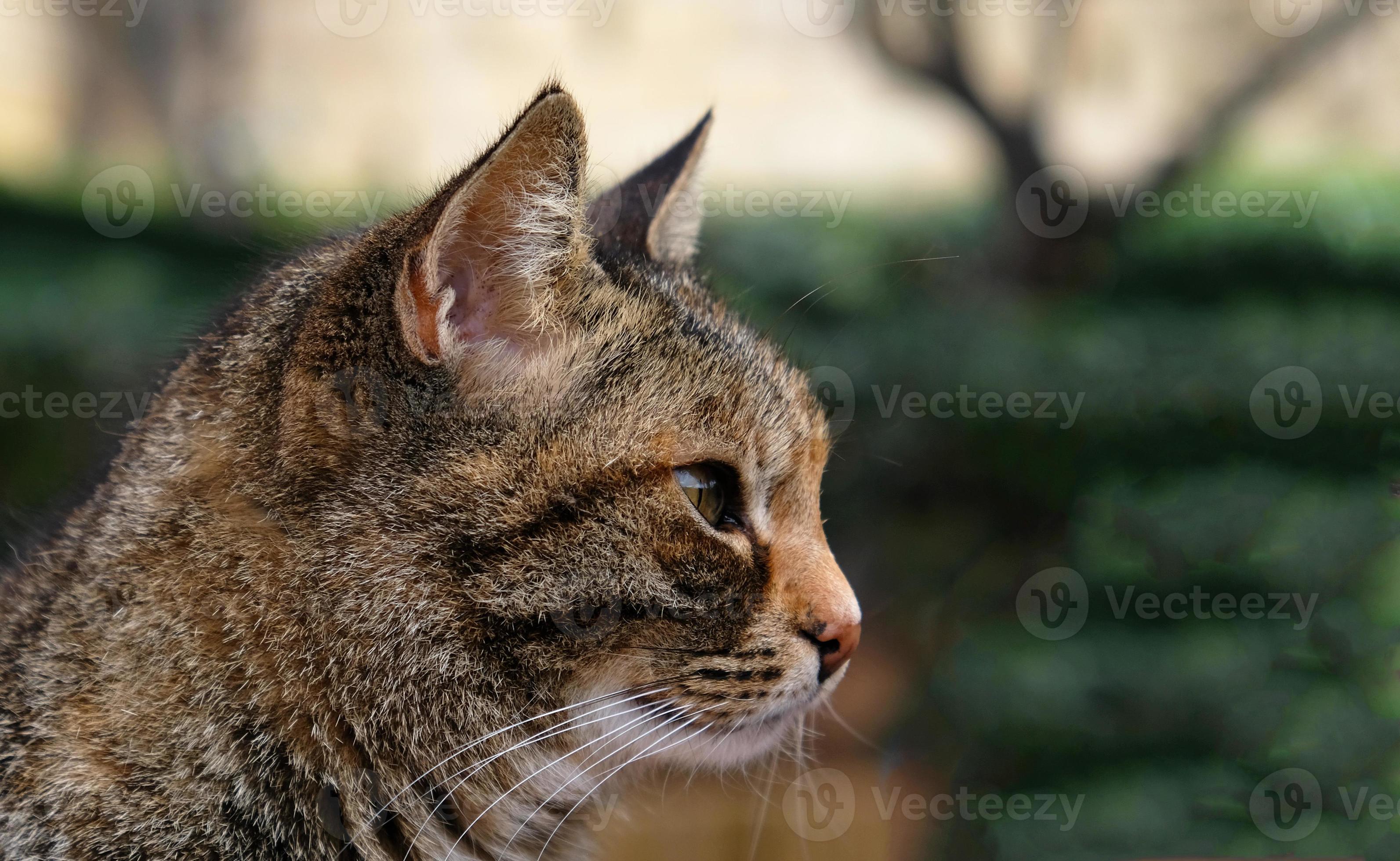 Close-up portrait of striped cat face in profile. The muzzle of a striped cat with green eyes ...