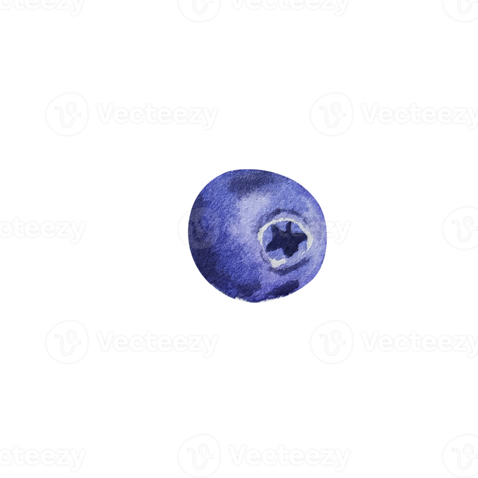 Watercolor blueberry clipart 11571861 PNG Watercolor blueberry clipart 11571861 PNG