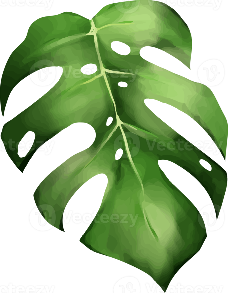 conjunto de hojas tropicales monstera, hojas de bosque aisladas ... conjunto de hojas tropicales monstera, hojas de bosque aisladas ...
