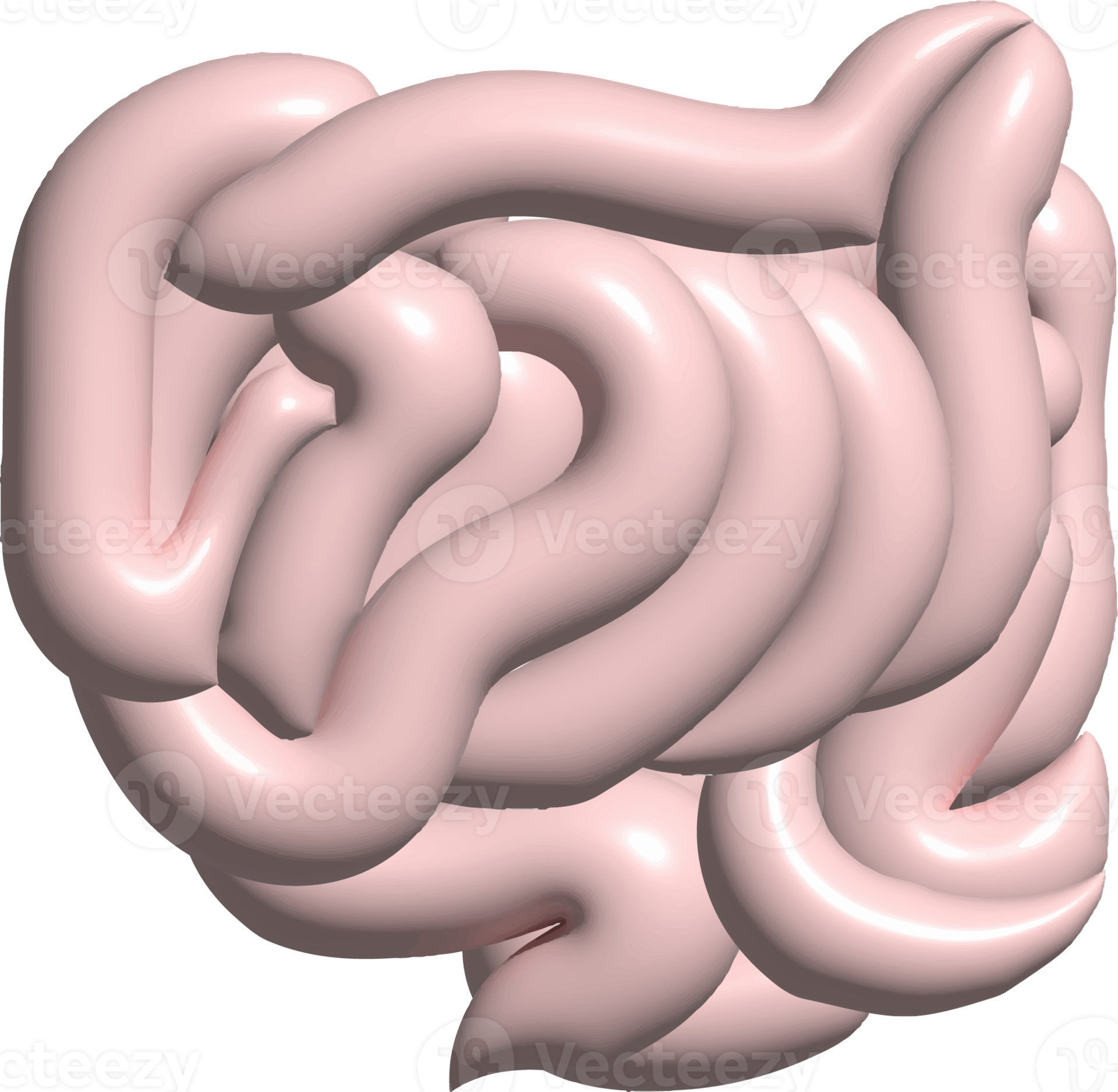 Digestive system function internal organs graphic 3d 11578203 PNG Digestive system function internal organs graphic 3d 11578203 PNG